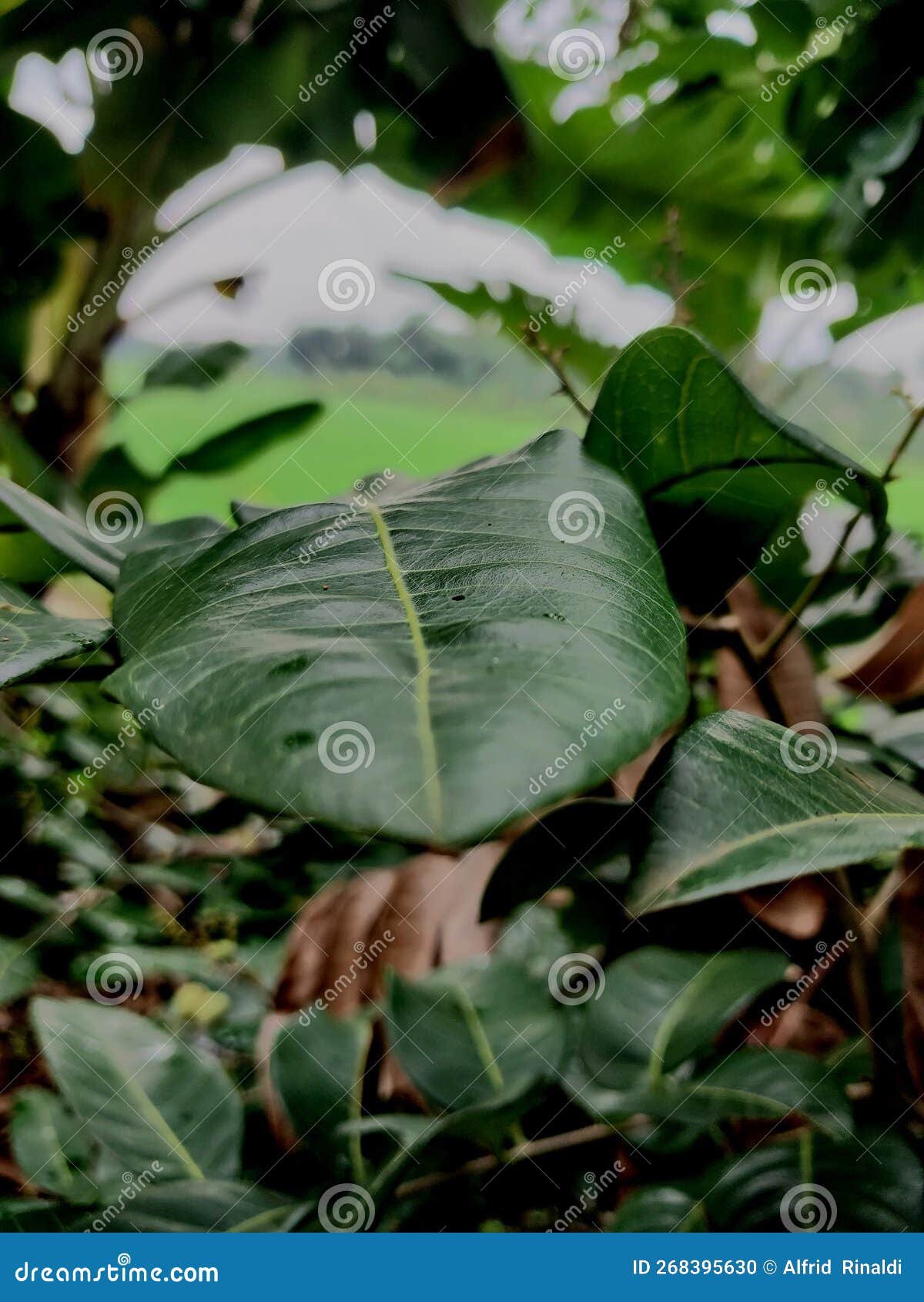 Longan tree leaves stock photo. Image of leaf, plant - 268395630