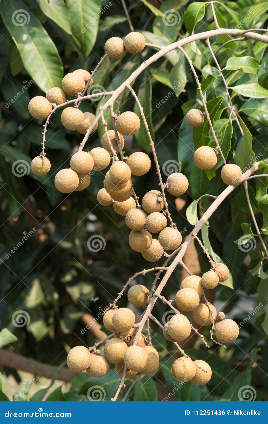 Longan on the tree. stock photo. Image of outdoors, cultivation - 112251436
