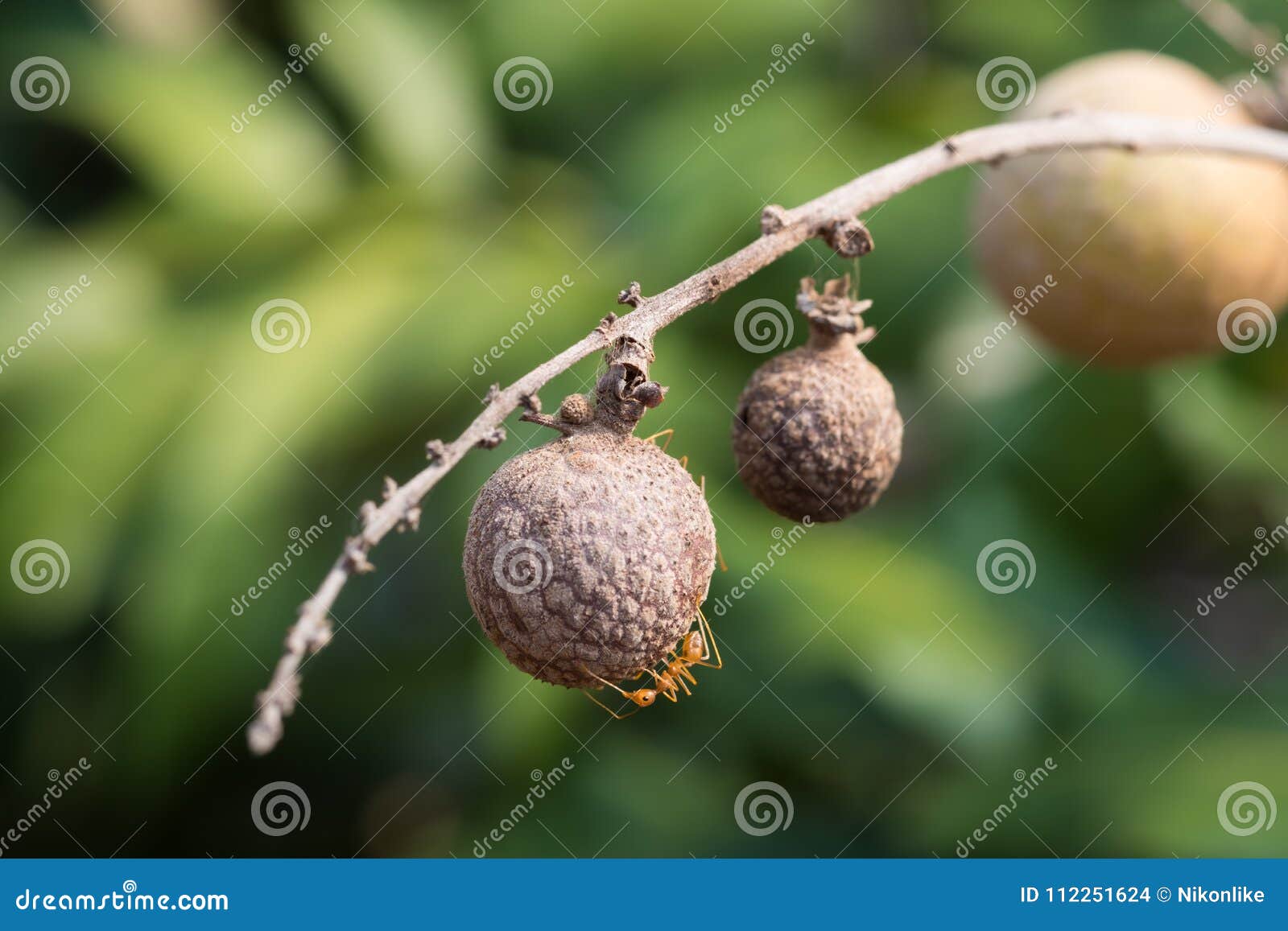 Longan on the tree. stock photo. Image of husbandry - 112251624