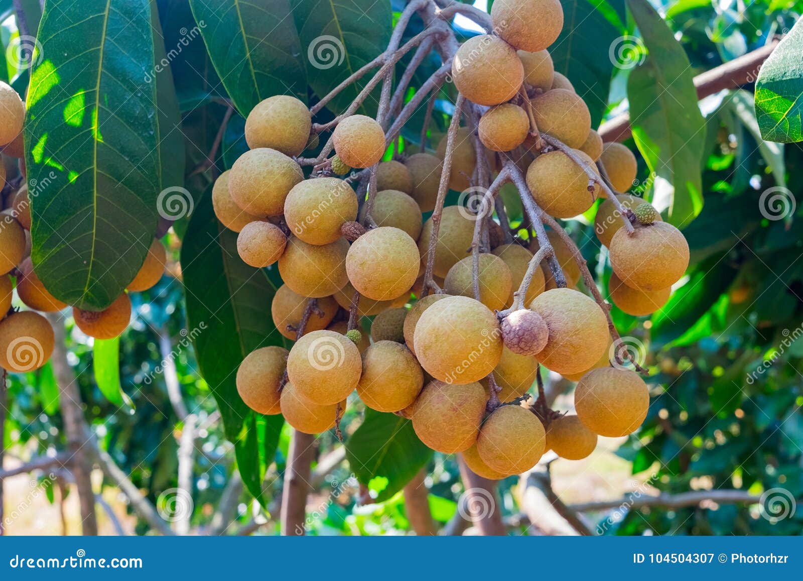 Longan on a tree stock image. Image of lamphun, exotic - 104504307