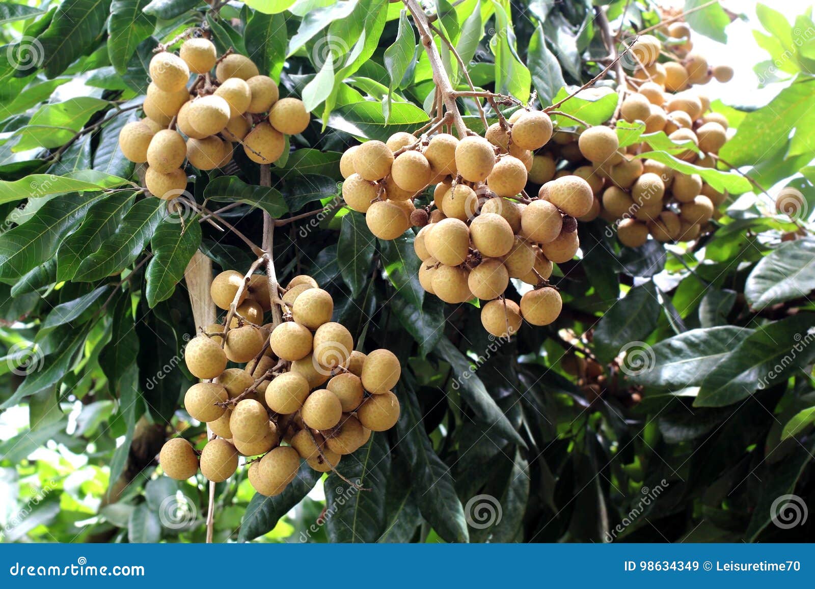 Longan on the tree stock image. Image of organic, tree - 98634349