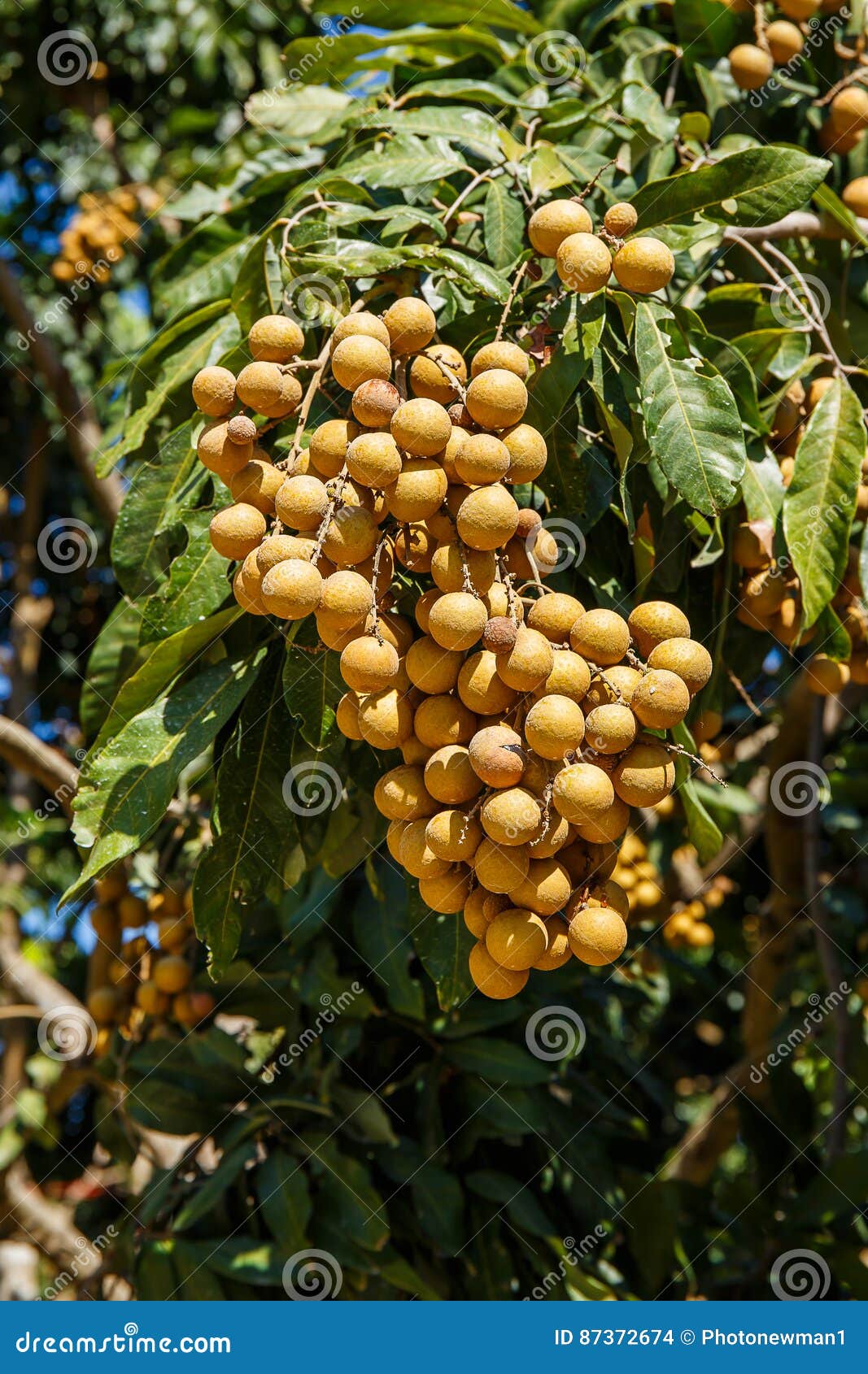 Longan on the tree stock photo. Image of plant, china - 87372674