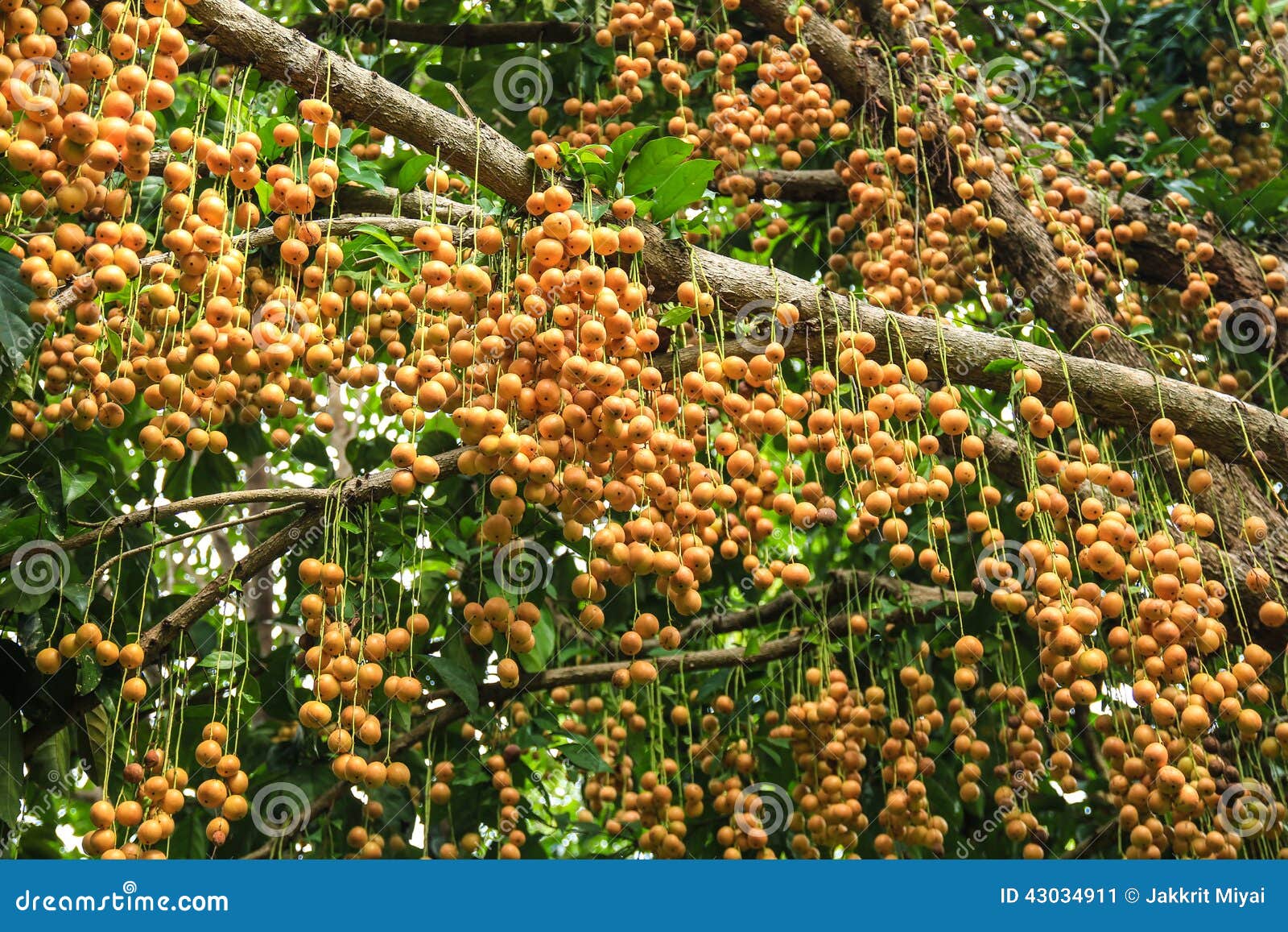 Longan on the tree stock image. Image of agriculture - 43034911