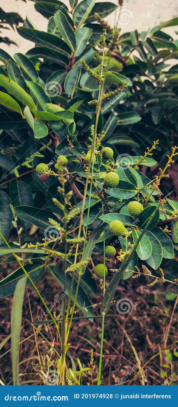 The Longan Tree with Small Fruit is Neglected Stock Photo - Image of ...