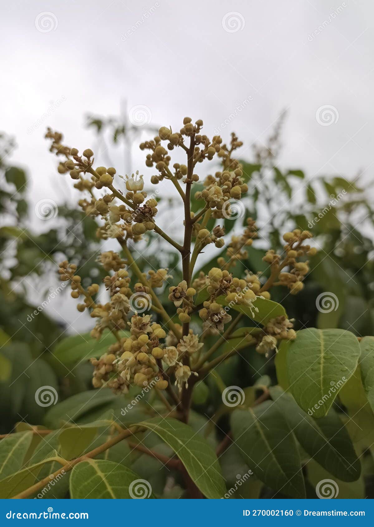 Longan Tree Starts To Grow Flowers Stock Photo - Image of fruits ...
