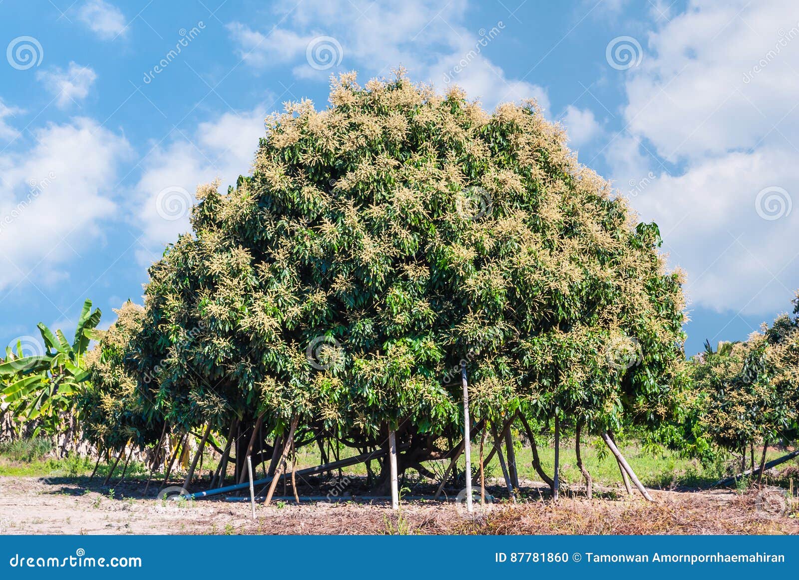 Longan Tree With Four Young Fruits. Dimocarpus Longan Species. Royalty ...