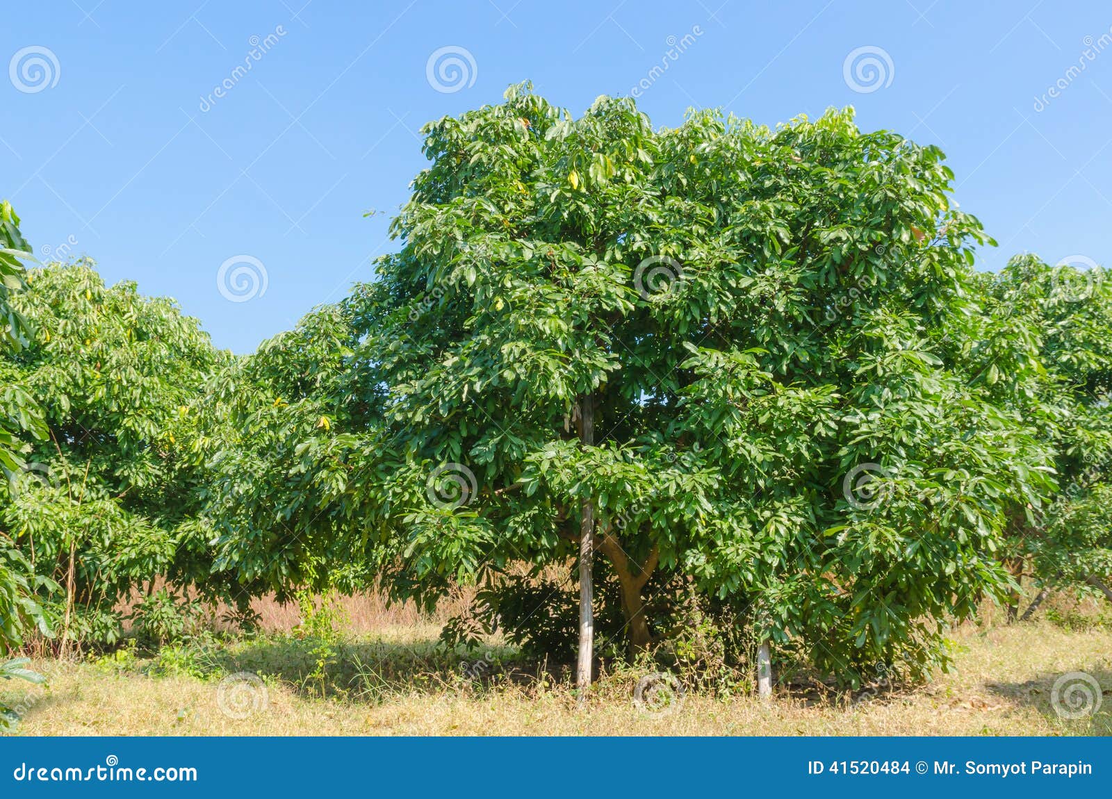 Longan tree stock photo. Image of stalk, husbandry, foliage - 41520484