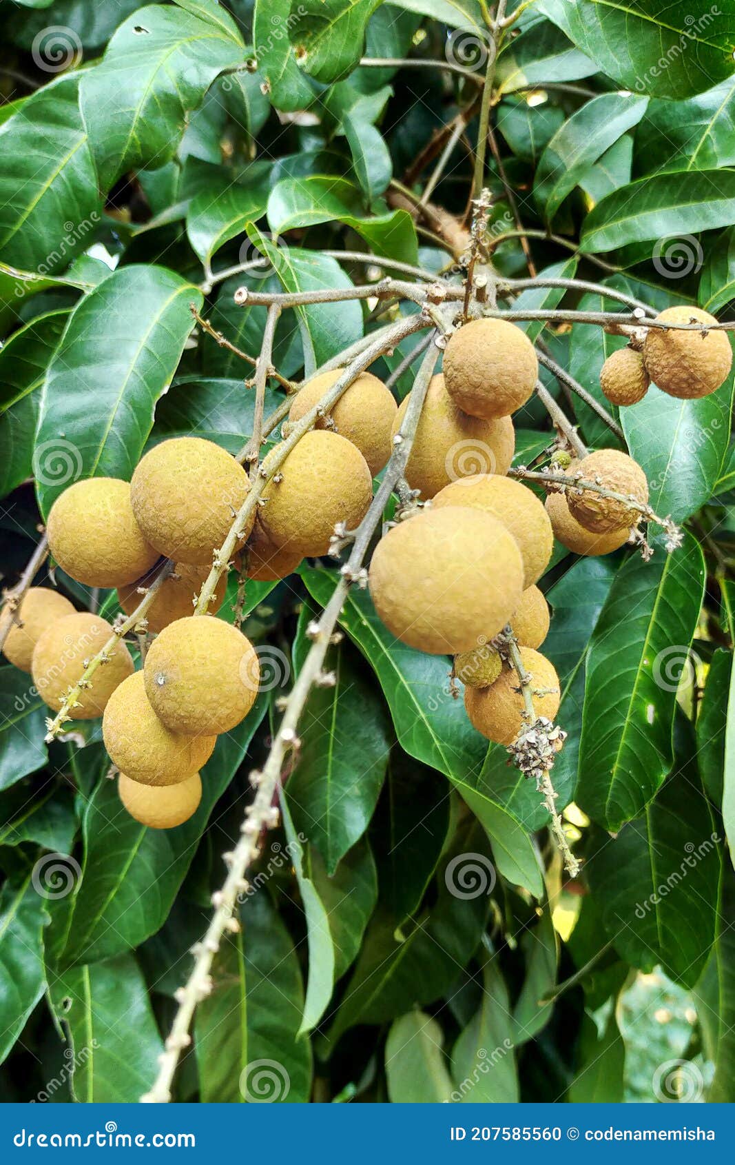 Longan Tree With Four Young Fruits. Dimocarpus Longan Species. Royalty ...