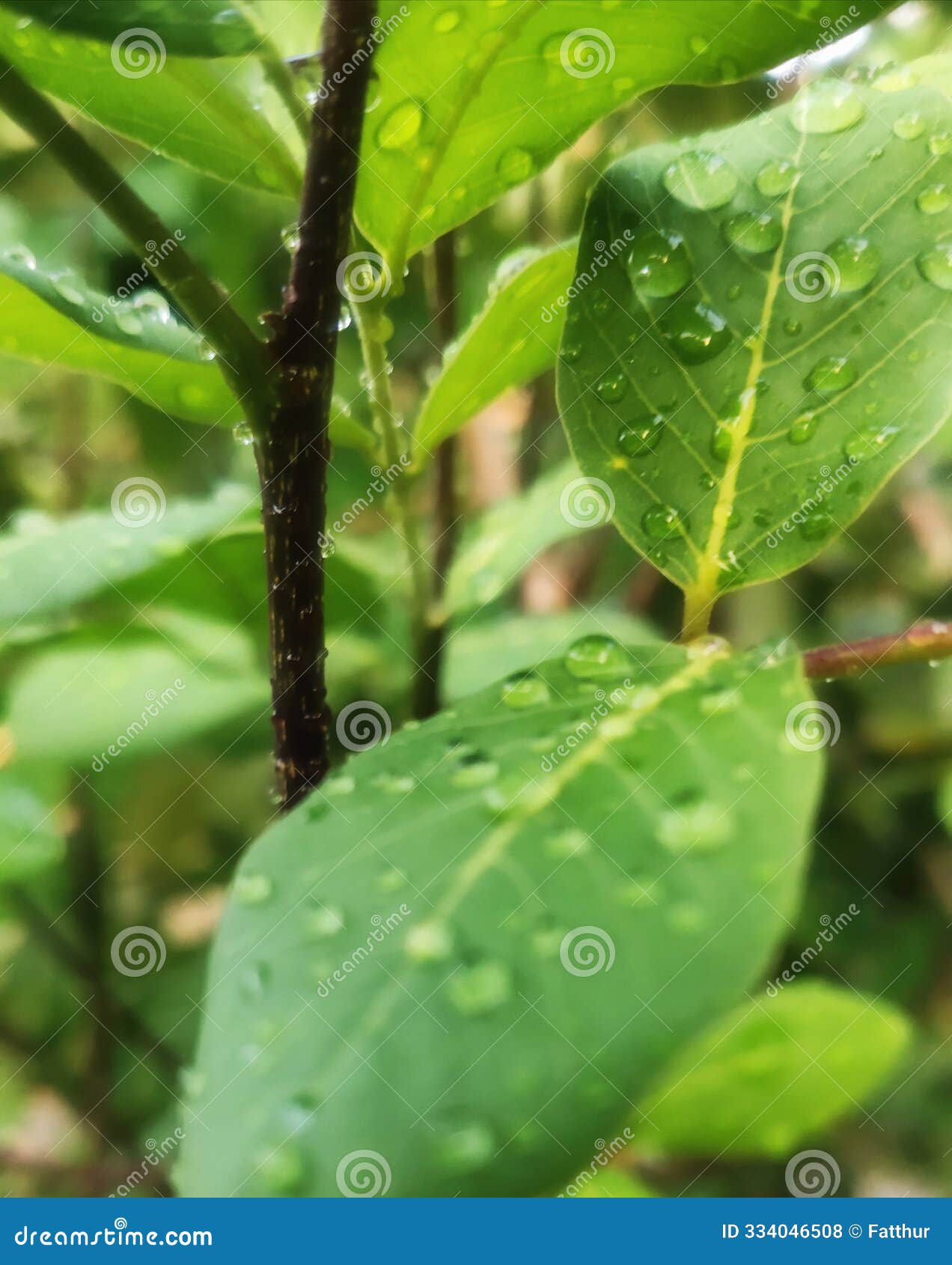 Longan Tree Twigs and Leaves after Being Doused with Water Stock Photo ...