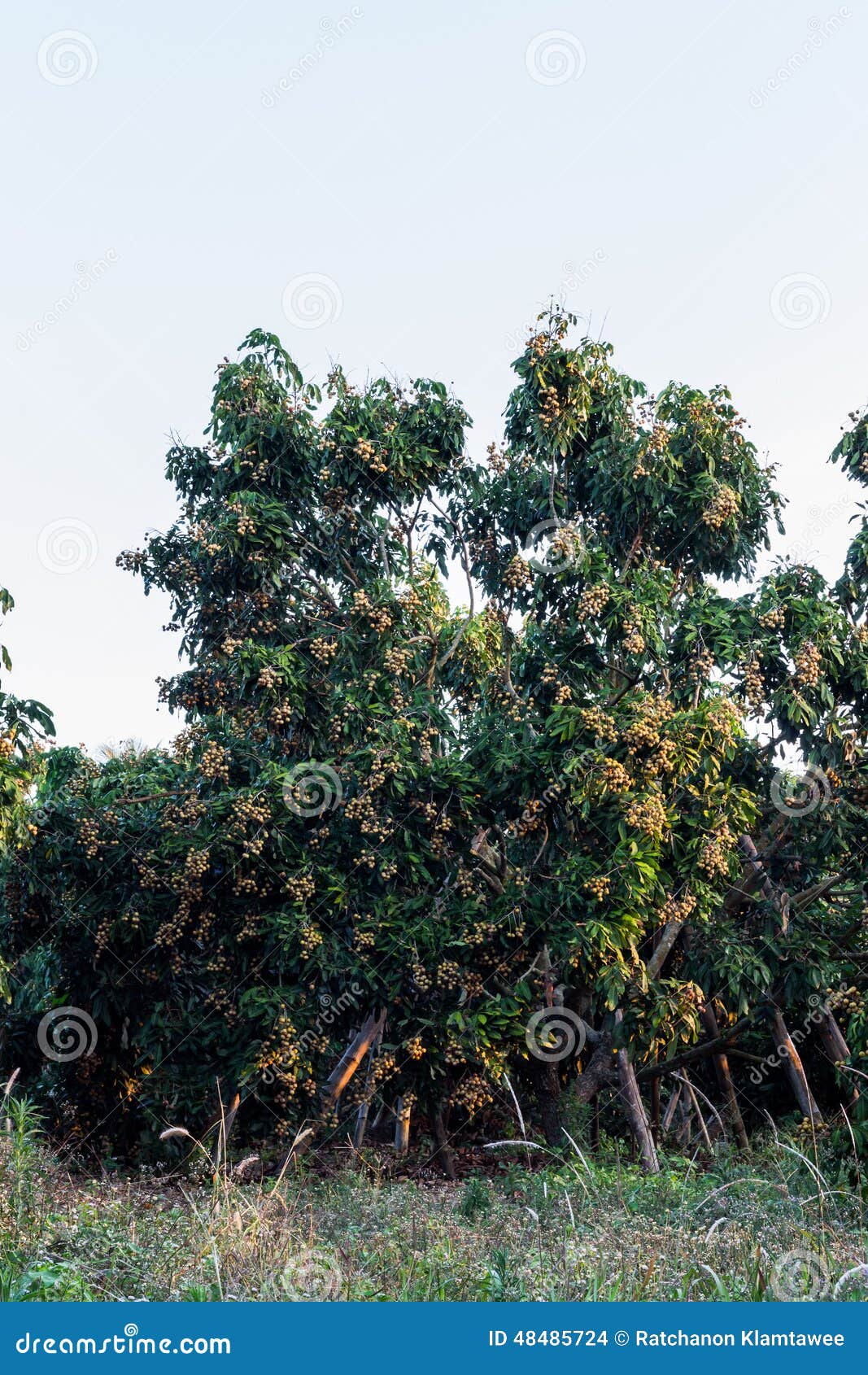 Longan trees stock photo. Image of food, exotic, outdoor - 48485724