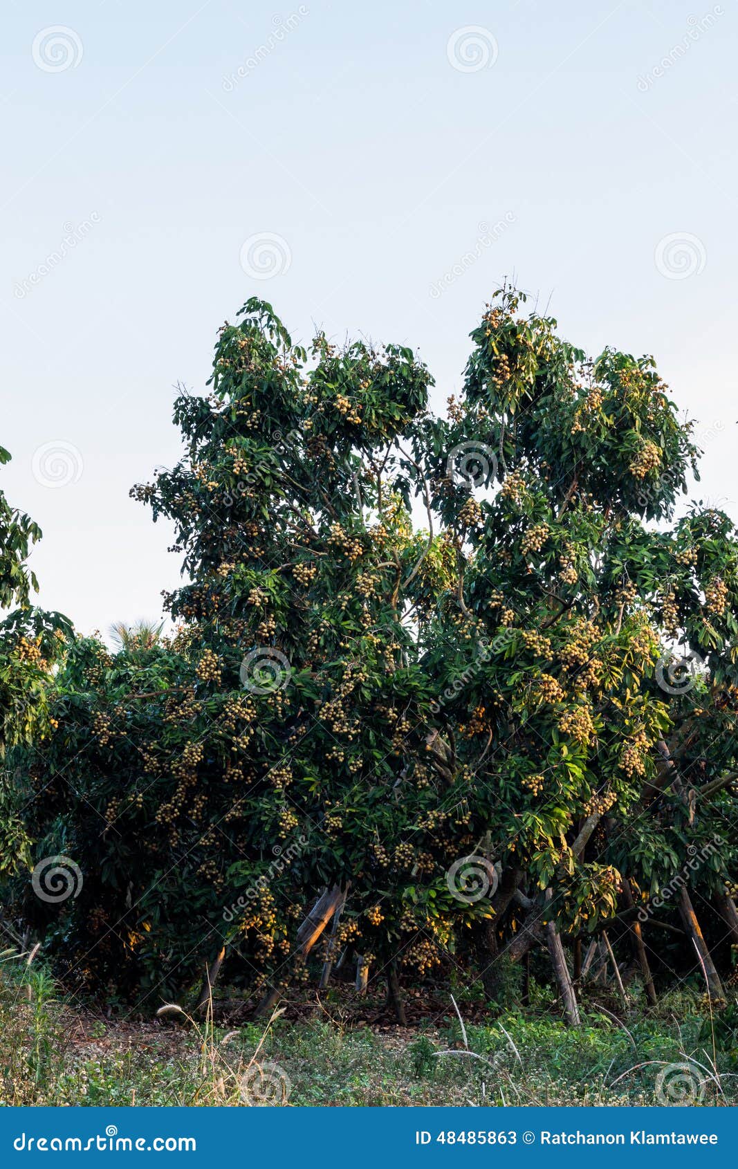 Longan trees stock image. Image of longan, agriculture - 48485863