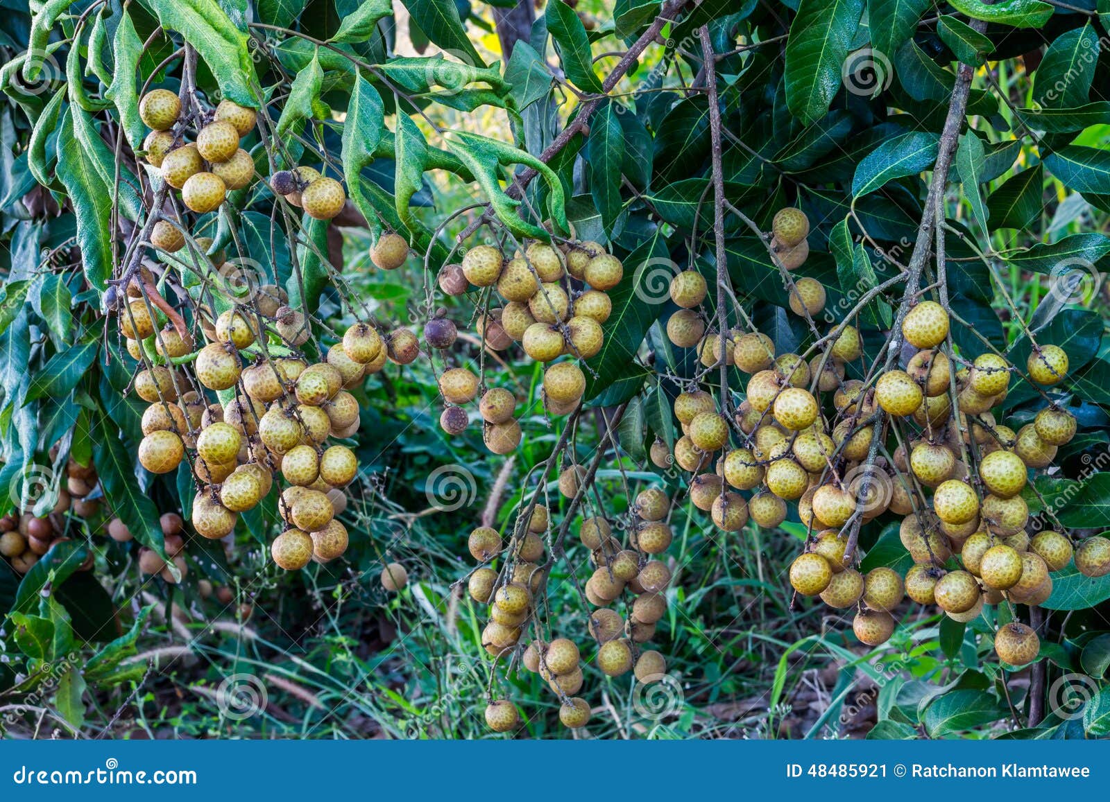 Longan trees stock image. Image of garden, plant, orchard - 48485921