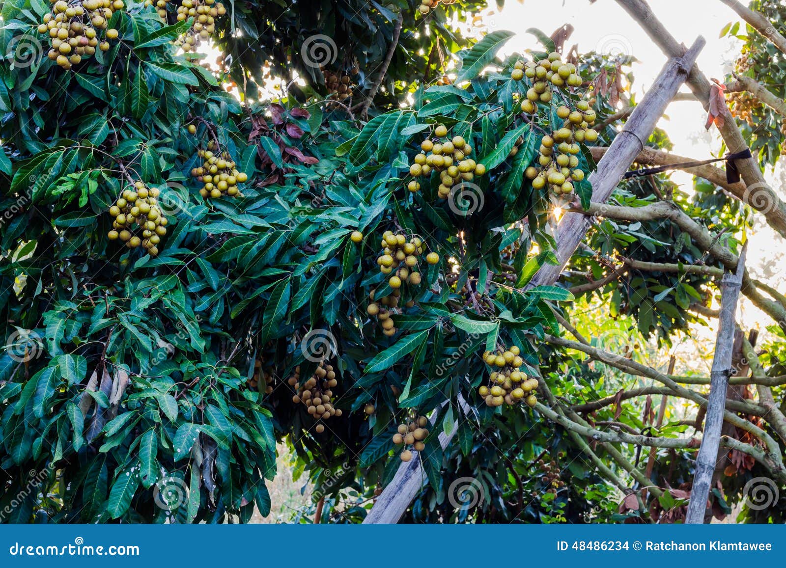 Longan trees stock photo. Image of delicious, leaf, seasonal - 48486234