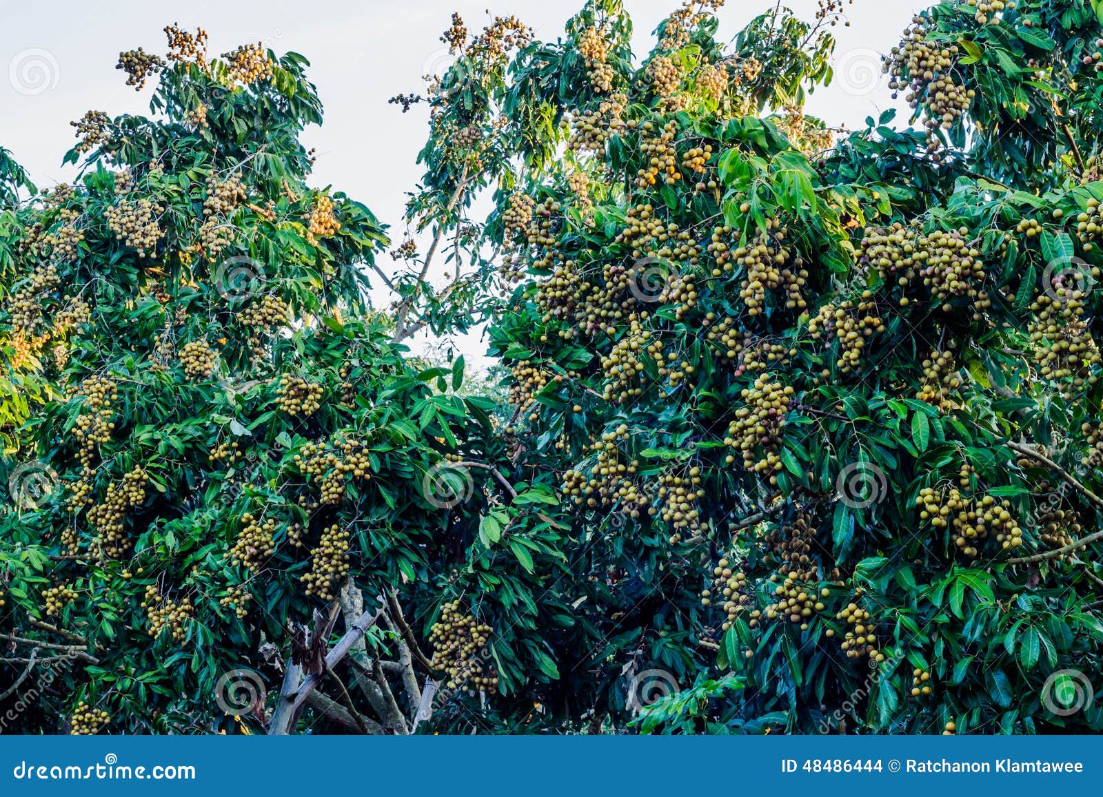 Longan trees stock photo. Image of thai, crop, brown - 48486444