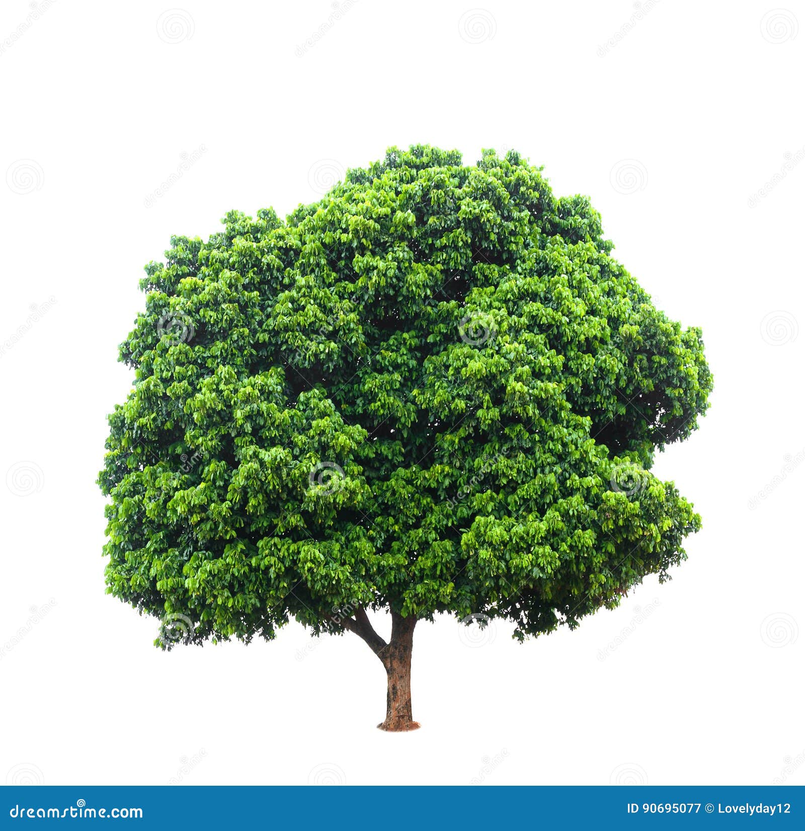 Longan Trees Isolated on White Stock Image - Image of lone, greenery ...