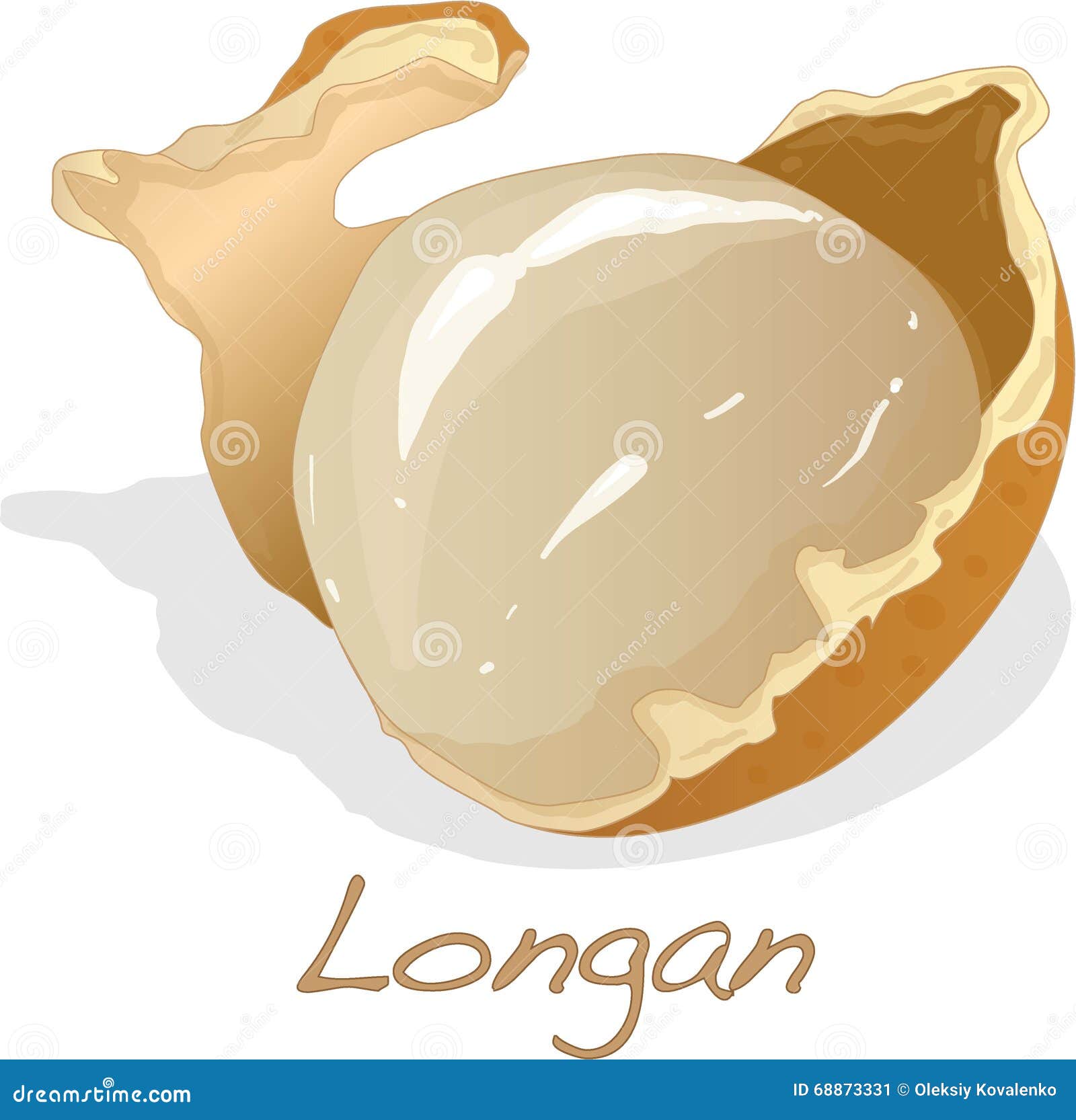 Longan vector stock vector. Illustration of seed, dessert - 68873331