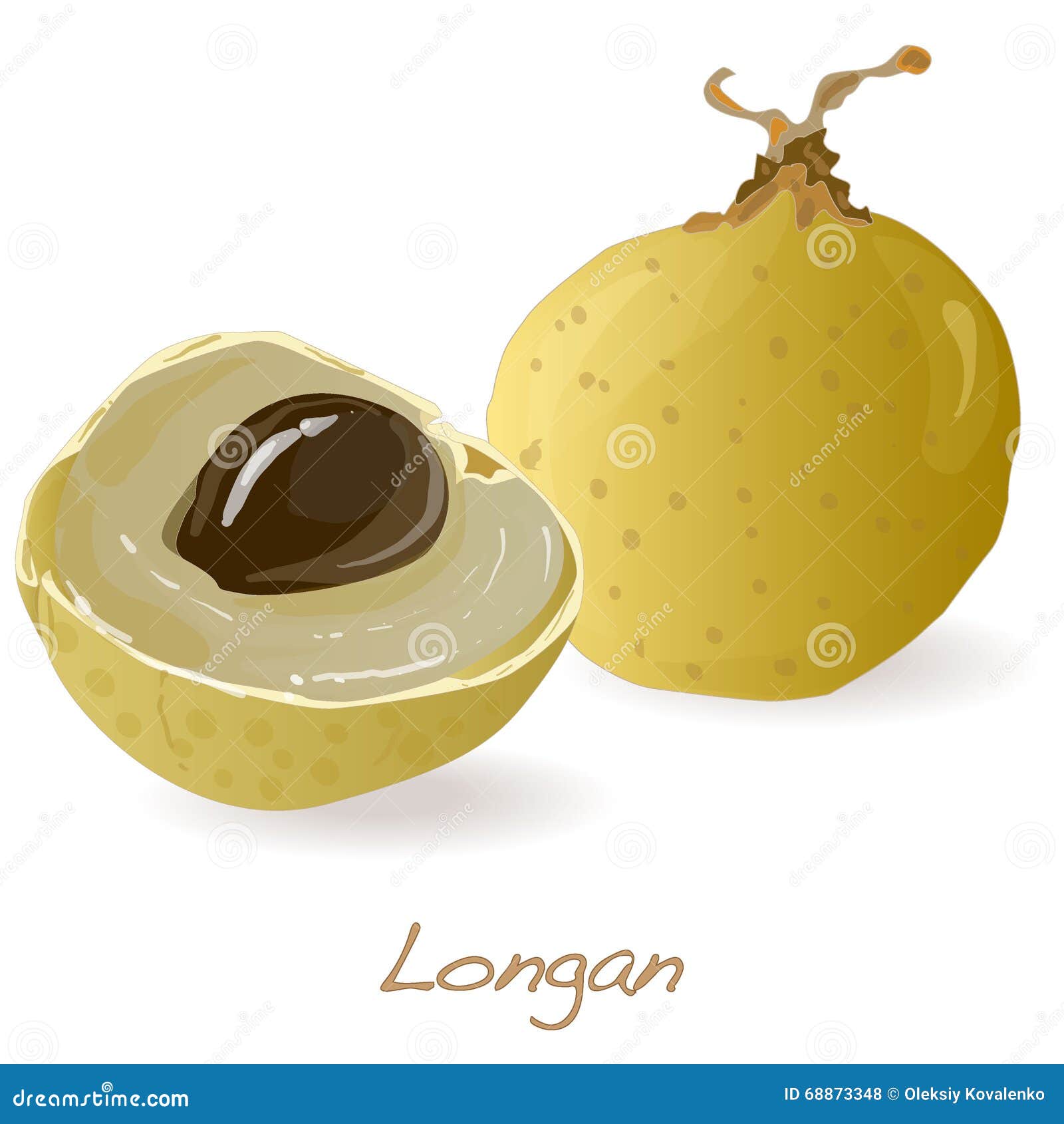 Longan vector stock vector. Illustration of vector, plant - 68873348