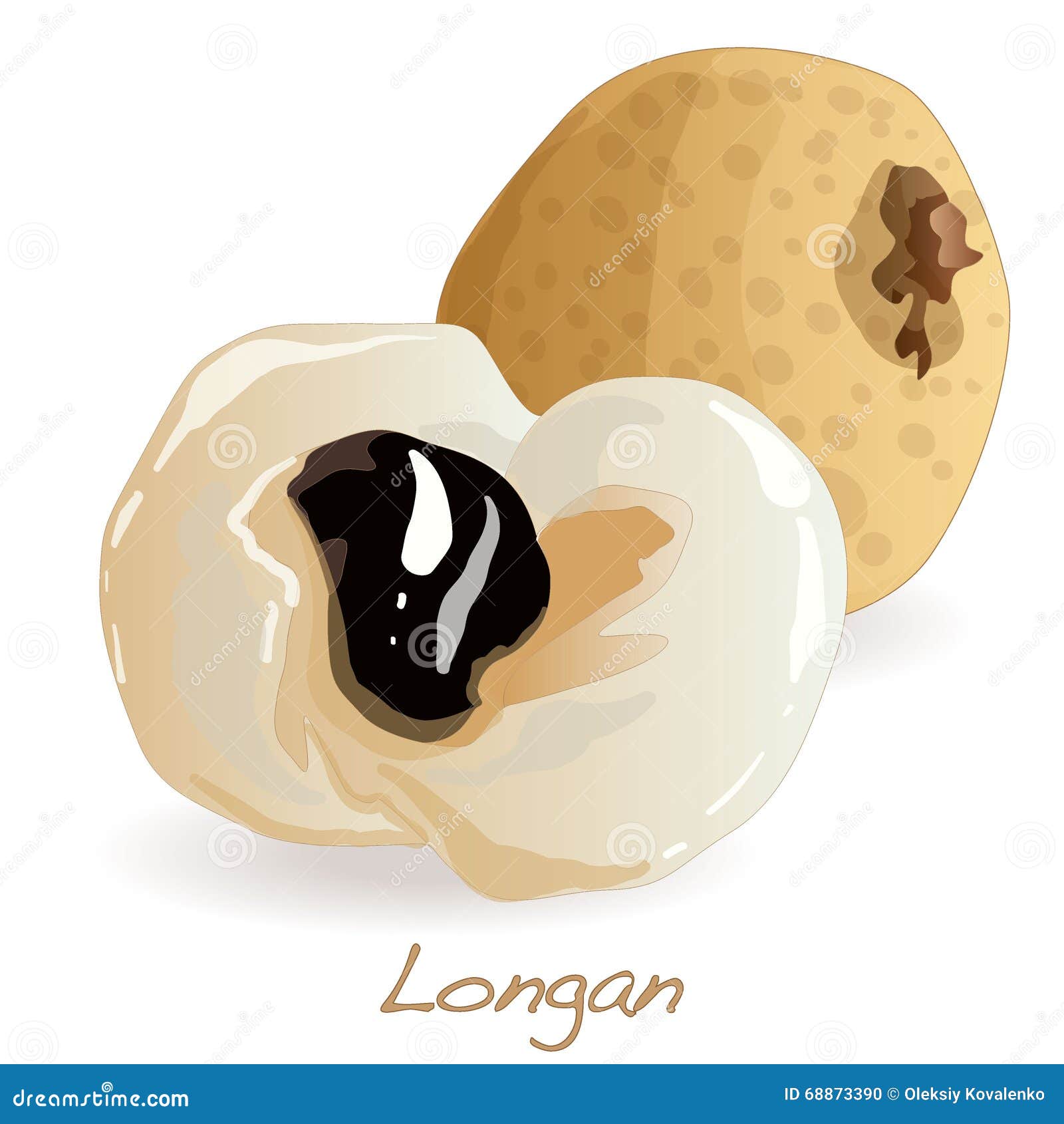 Longan vector stock vector. Illustration of fruity, thai - 68873390