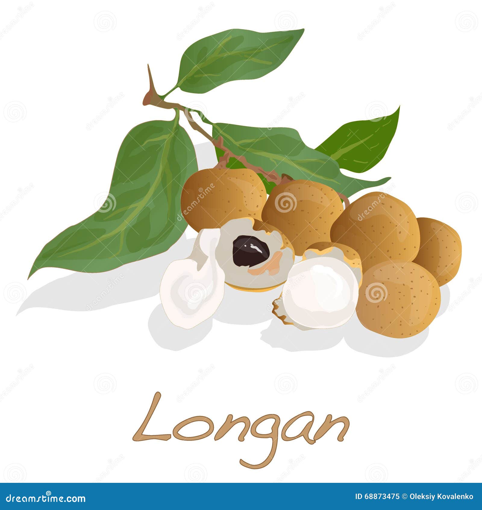Longan vector stock vector. Illustration of freshness - 68873475