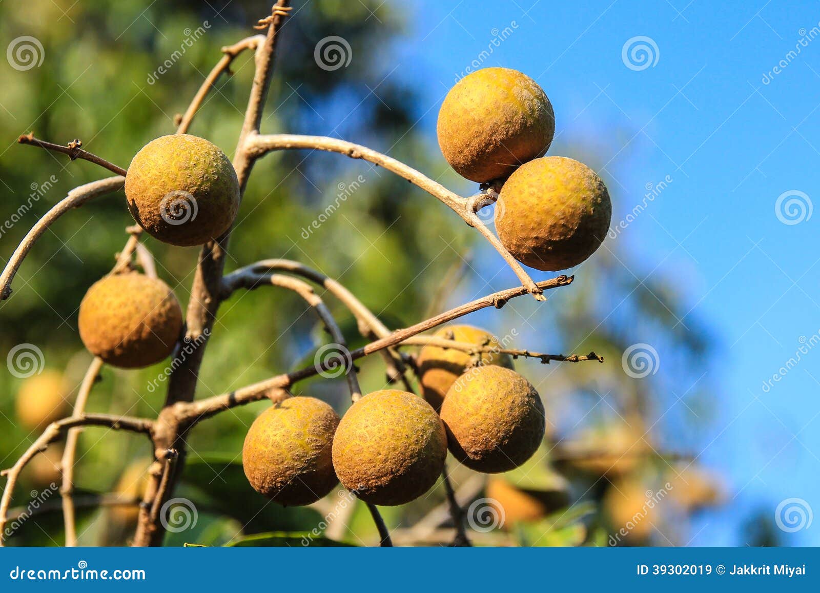 Longans on the tree. stock image. Image of produce, thailand - 39302019