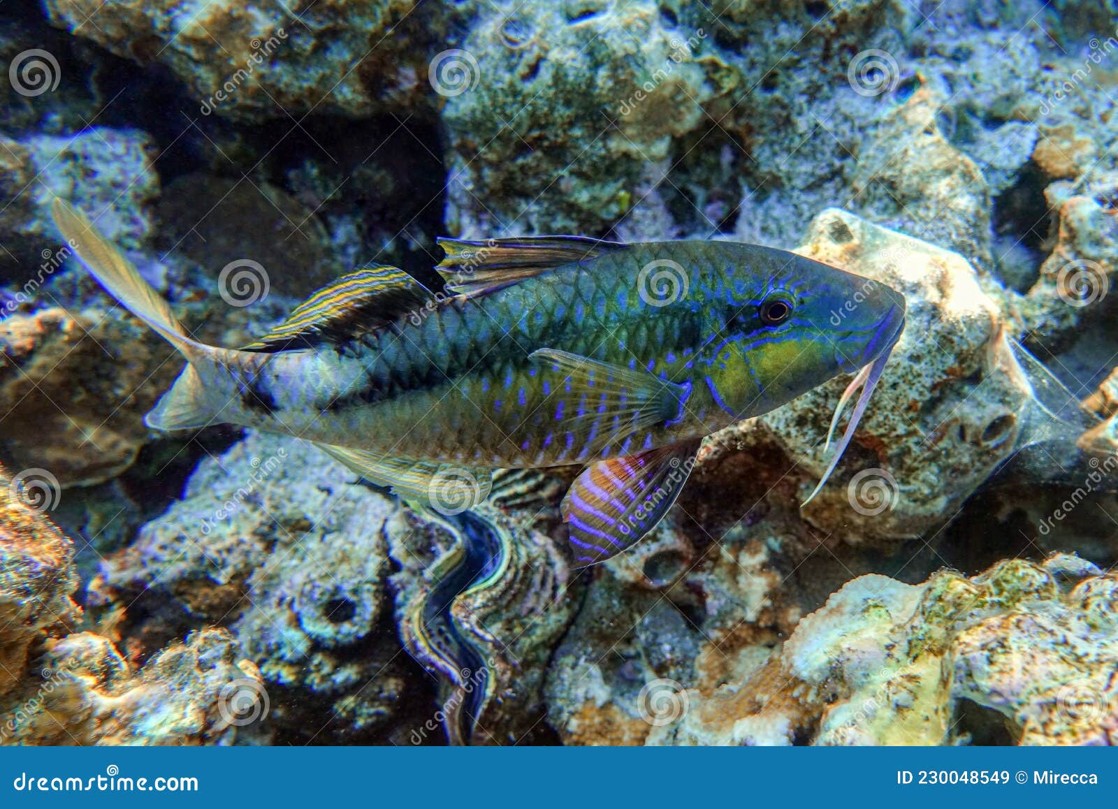 Longbarbel Goatfish, Red Sea Stock Image - Image of fish, animal: 230048549