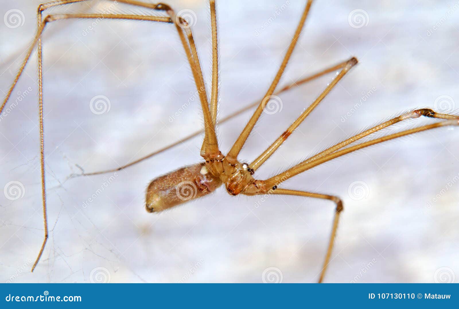 Longbodied Cellar Spider, Daddy Long-legs Spider, Pholcus Phalangioides ...