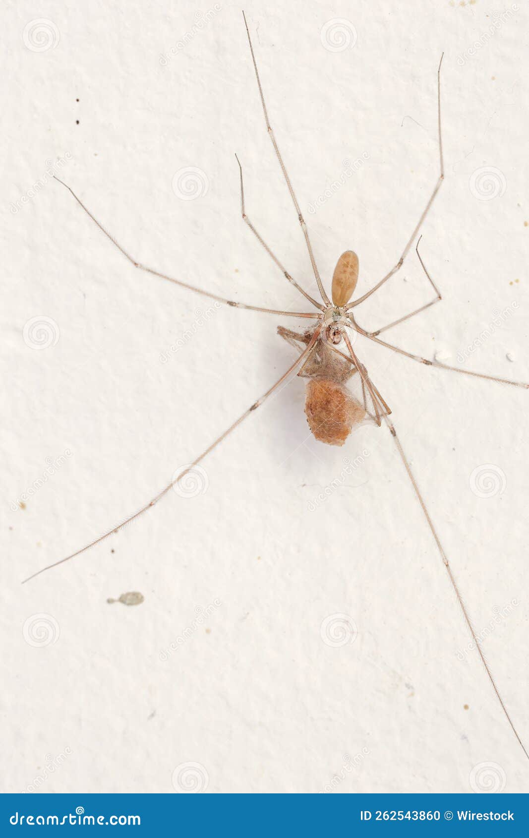 Longbodied Cellar Spider, Daddy Long-legs Spider,Pholcus Phalangioides ...