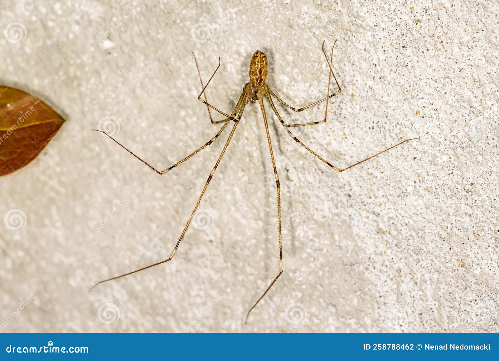 Longbodied Cellar Spider - Pholcus Phalangioides Stock Photo - Image of ...