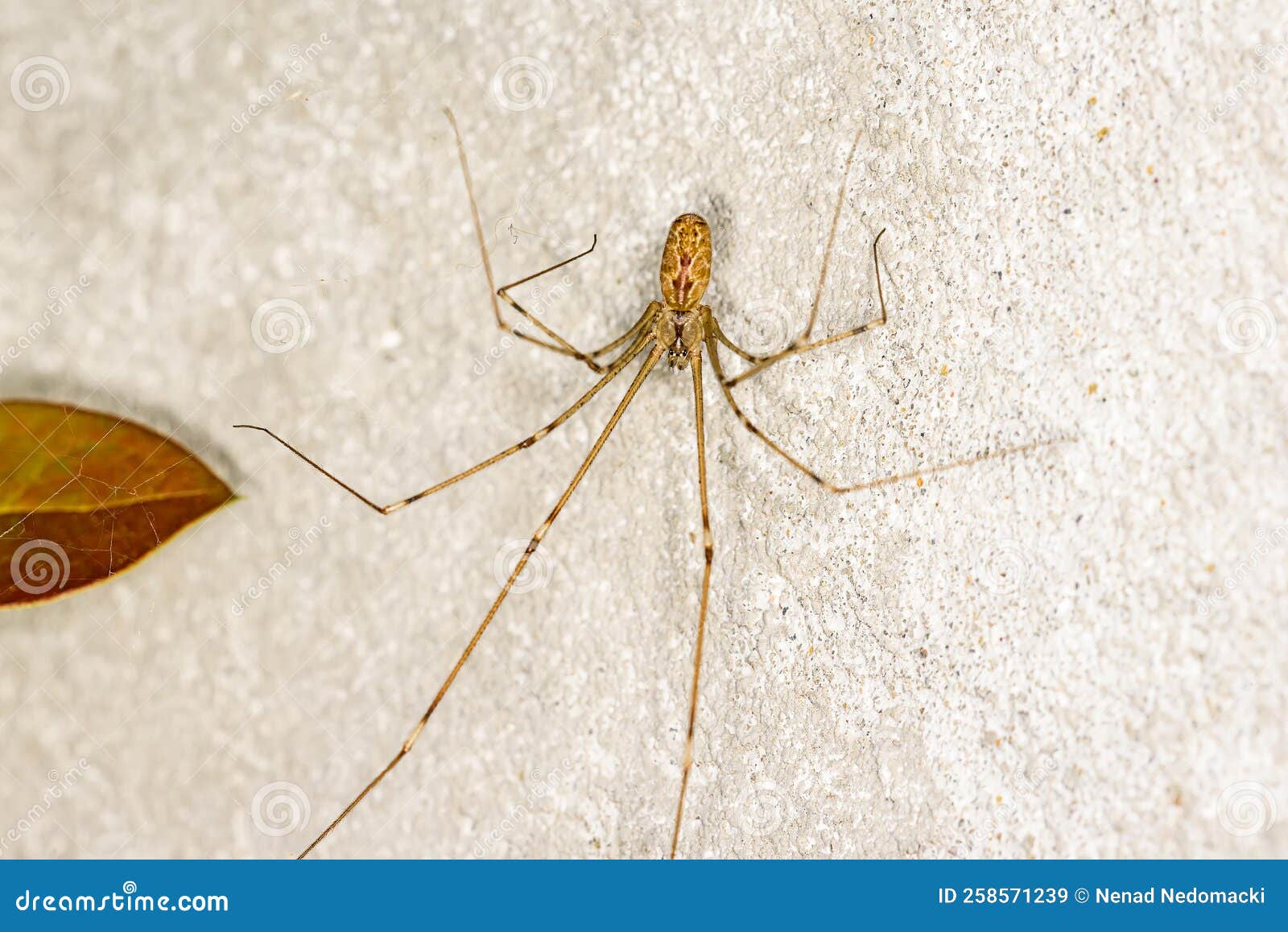 Longbodied Cellar Spider, Daddy Long-legs Spider, Pholcus Phalangioides ...