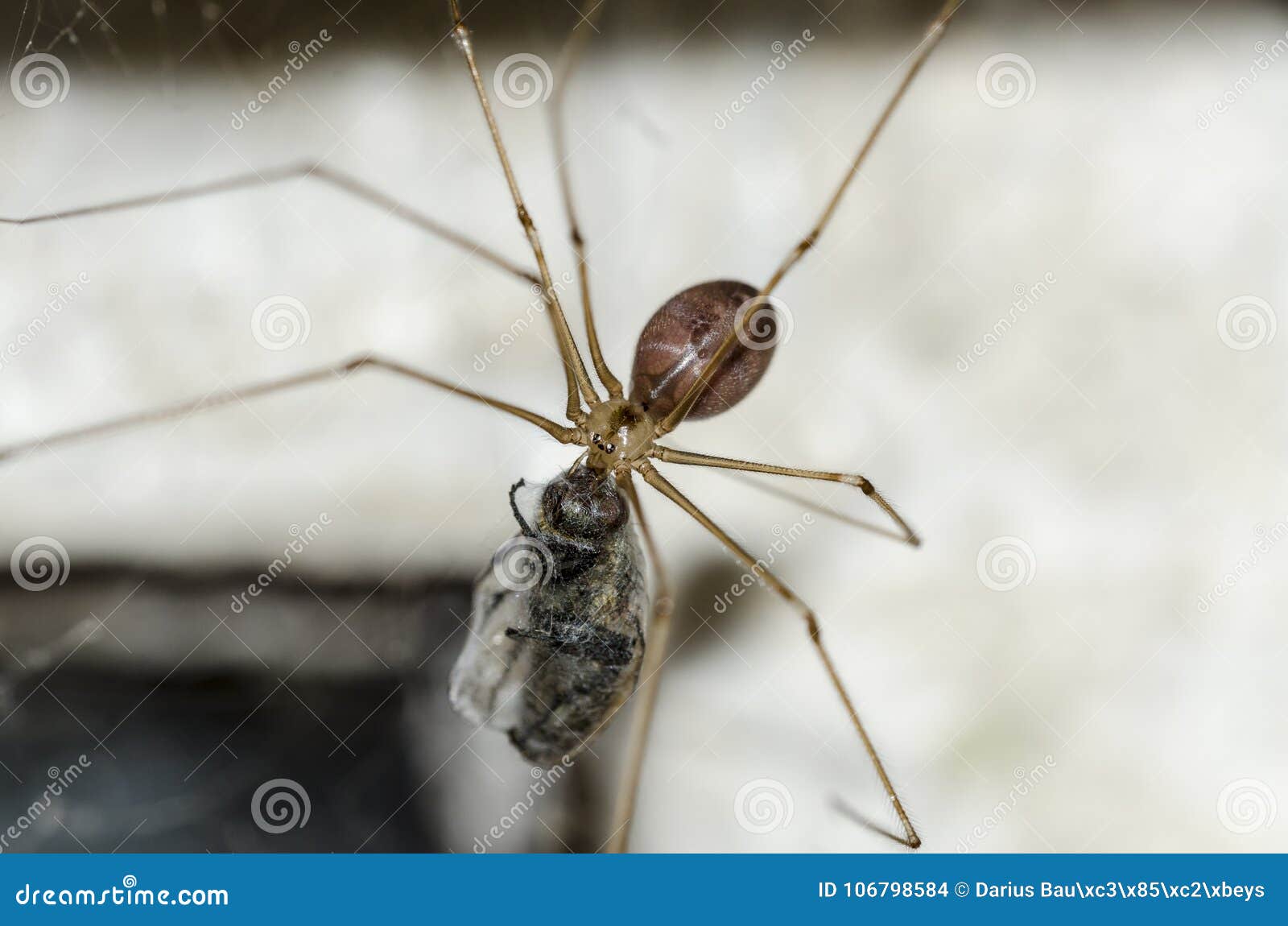 Skull spider with fly prey stock photo. Image of spider - 106798584