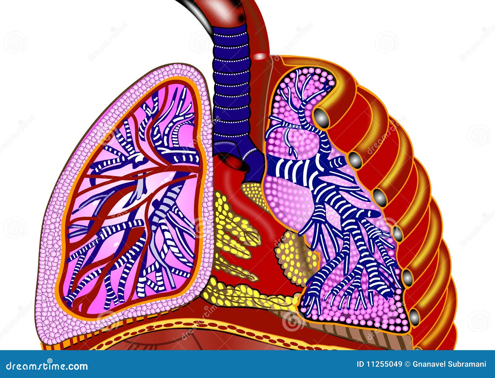 Longen stock illustratie. Illustration of adem, beeldverhaal - 11255049