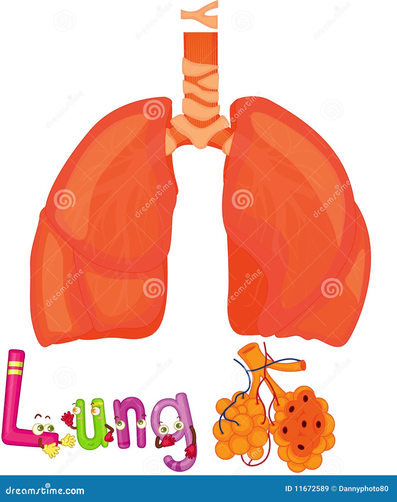 Longen vector illustratie. Illustration of één, anatomie - 11672589