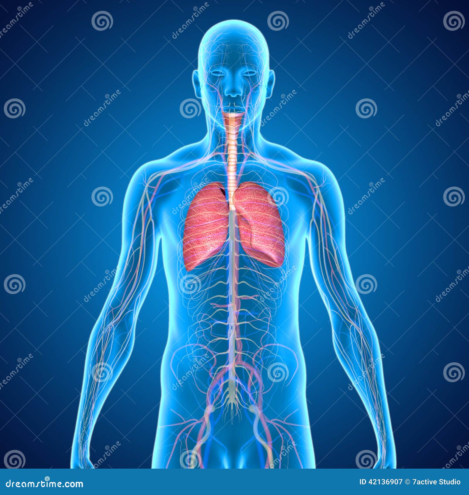Longen stock illustratie. Illustration of strottehoofd - 42136907