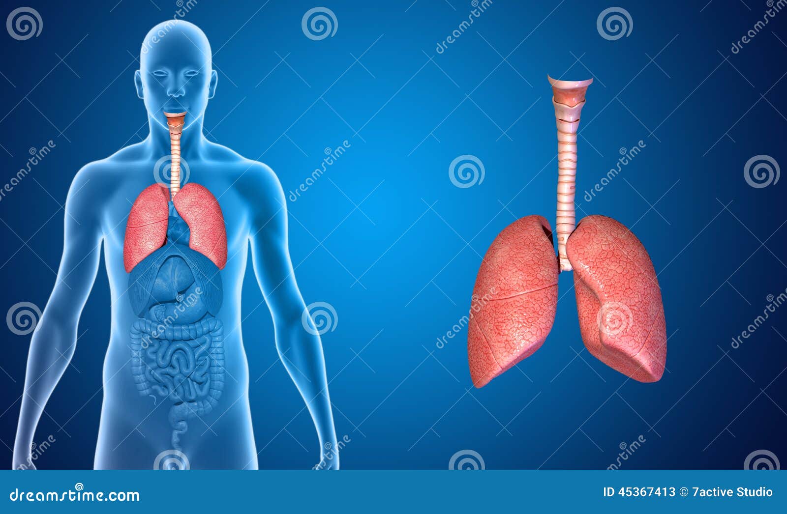 Longen stock illustratie. Illustration of gezondheid - 45367413