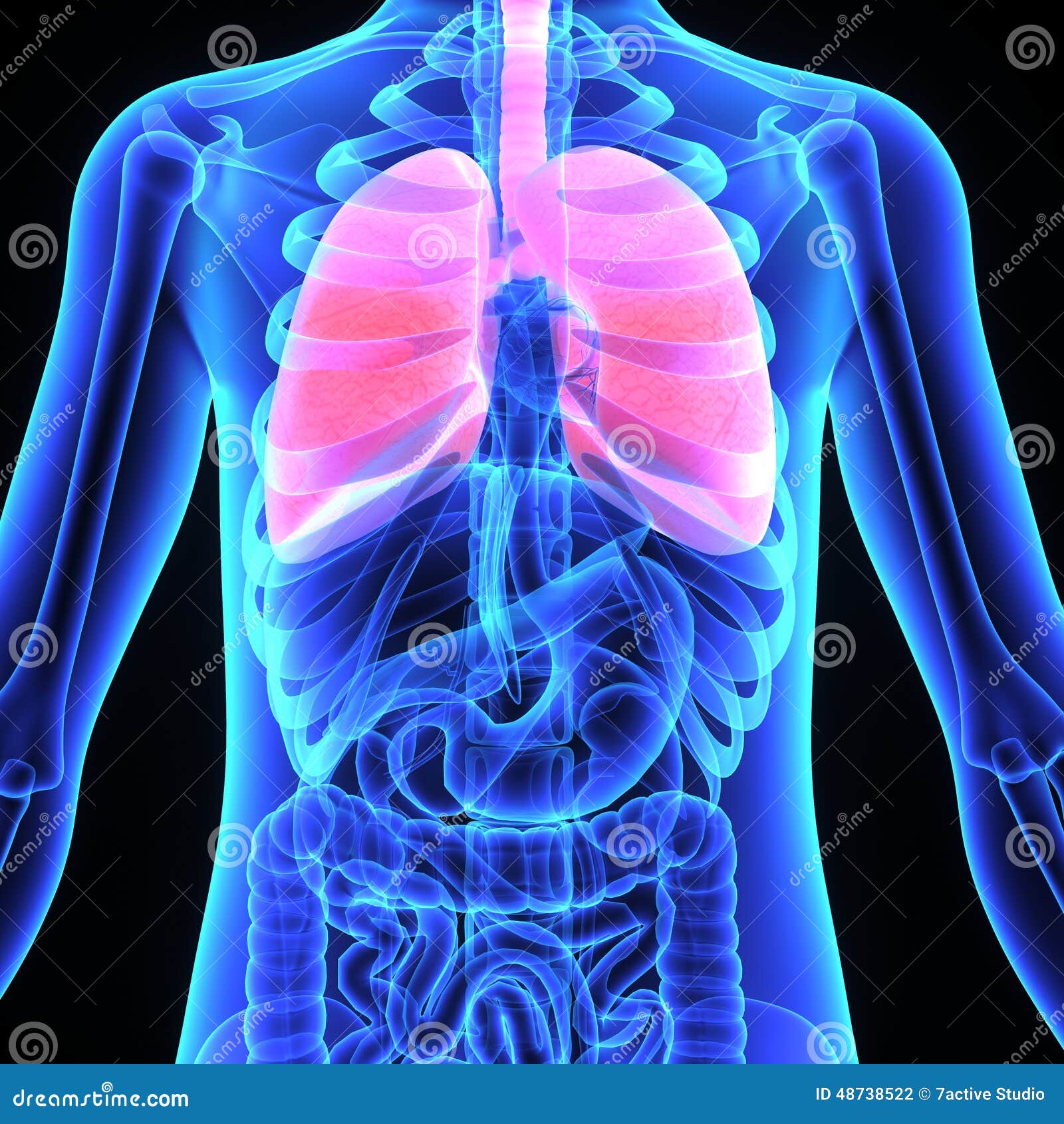 Longen stock illustratie. Illustration of adem, kwab - 48738522