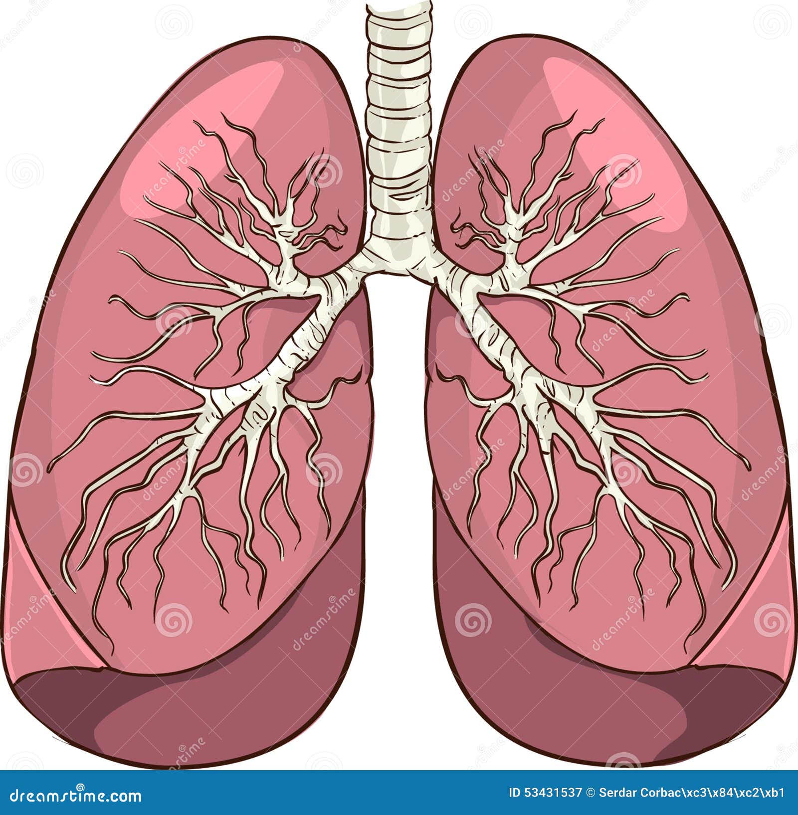 Longen vector illustratie. Illustration of grafiek, anatomie - 53431537