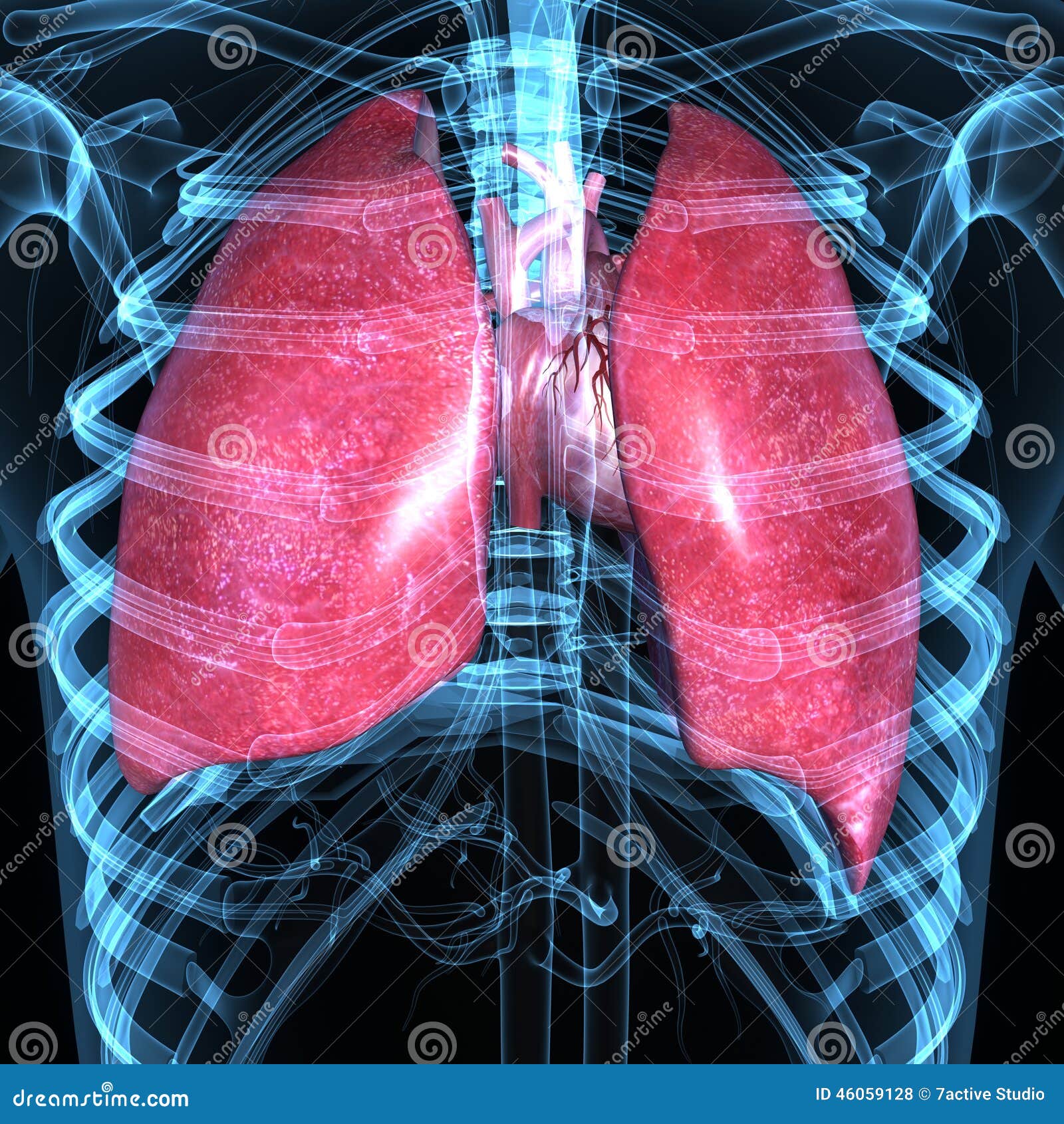 Longen en hart stock illustratie. Illustration of hart - 46059128