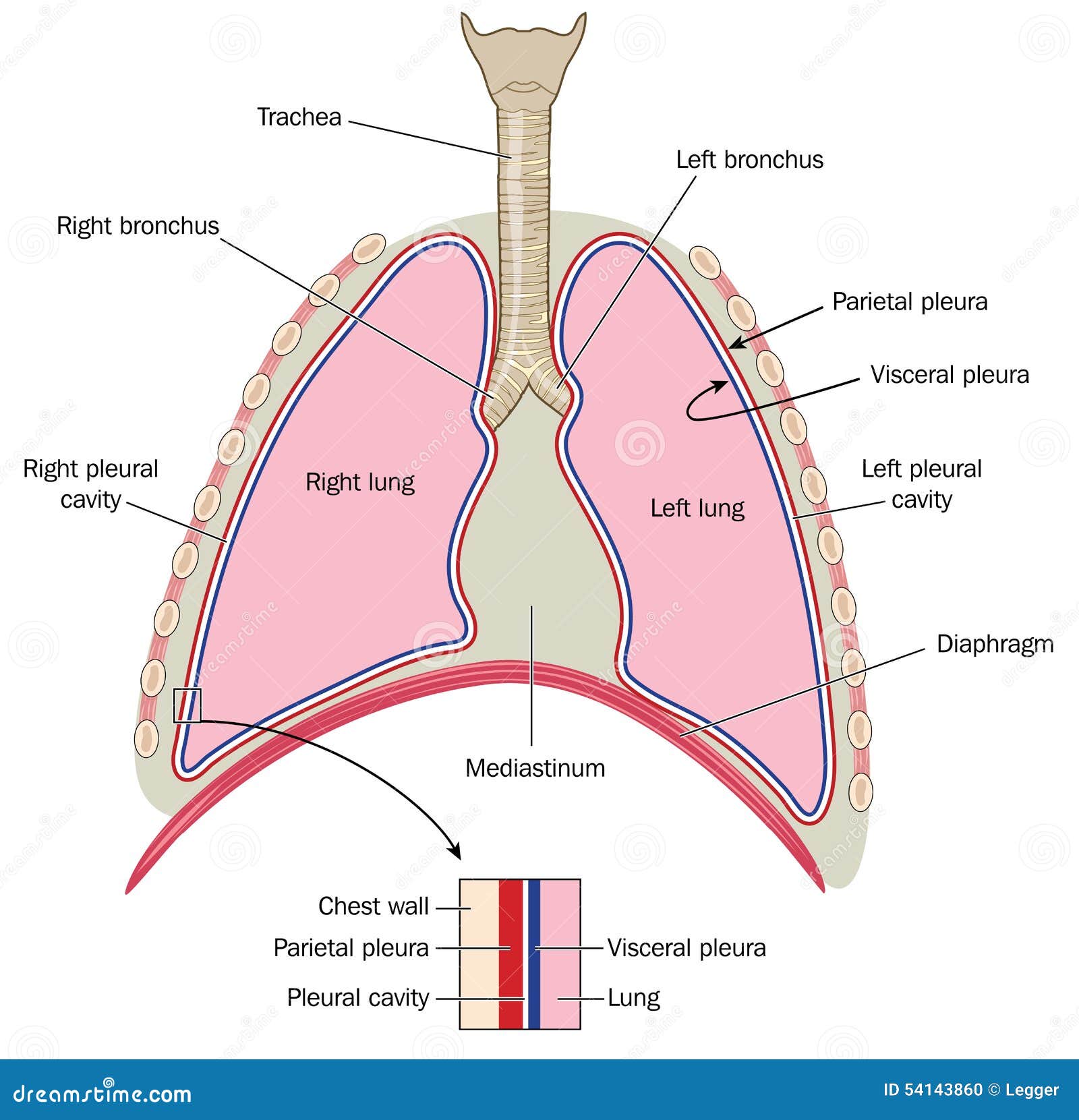 Longen Met Detail Van Plurae Vector Illustratie - Illustration of ...