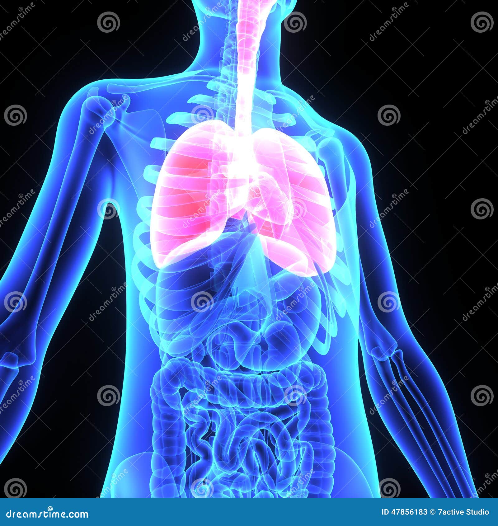 Longen met hart stock illustratie. Illustration of longen - 47856183
