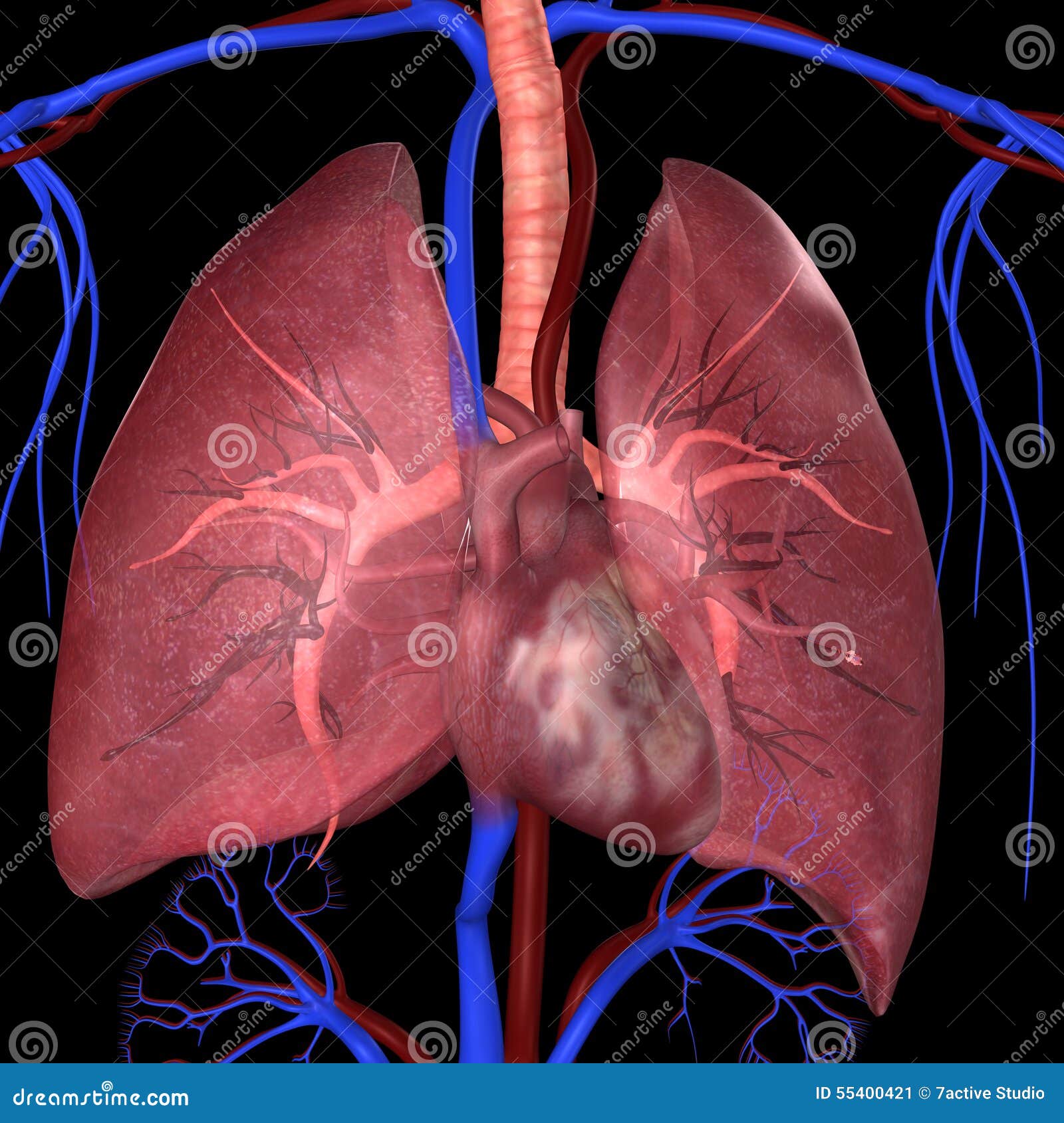 Longen met hart stock illustratie. Illustration of voorafgaand - 55400421