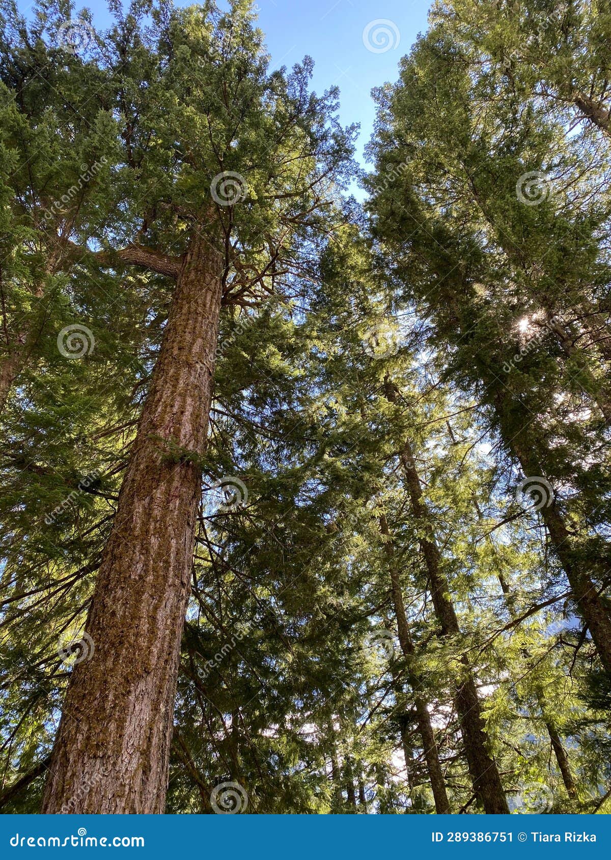 A Longest Pine Trees in Forest Stock Image - Image of pine, forest ...