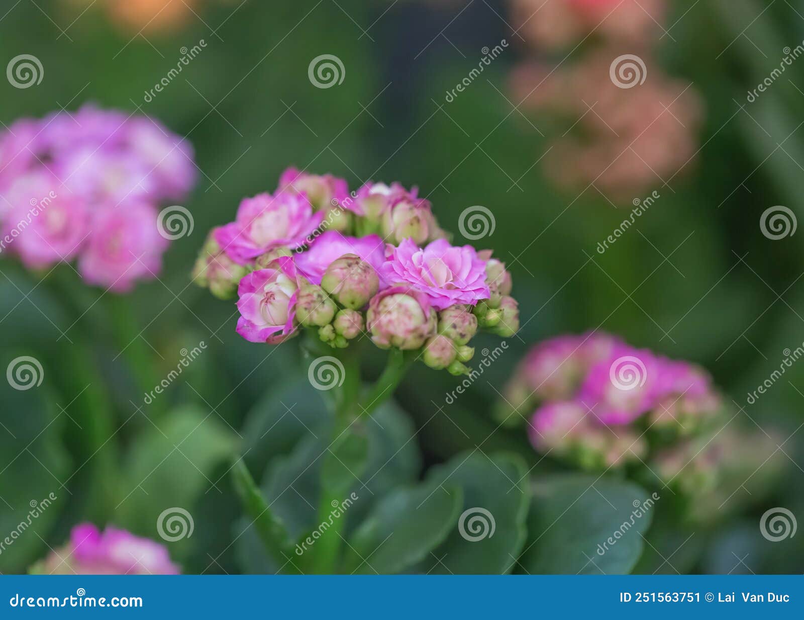 Longevity Flower Bud Background. Rose Image As Design Background ...