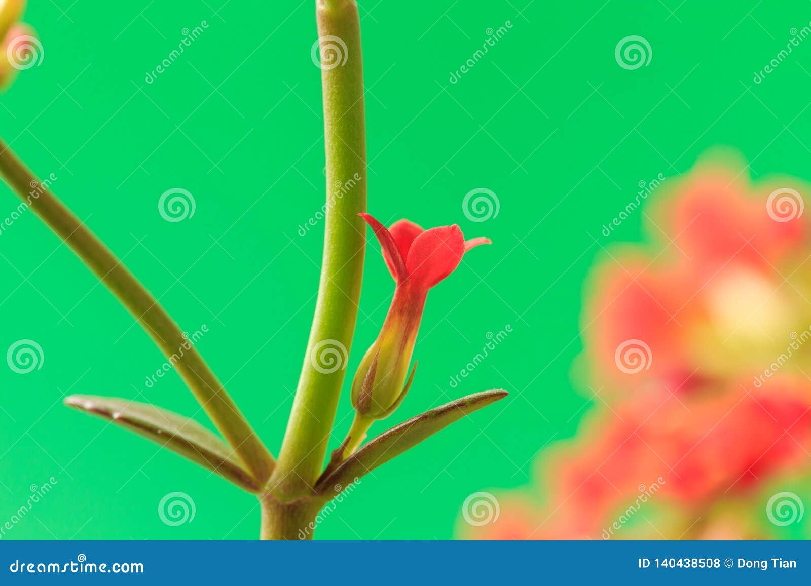 Longevity flowers stock photo. Image of agriculture - 140438508