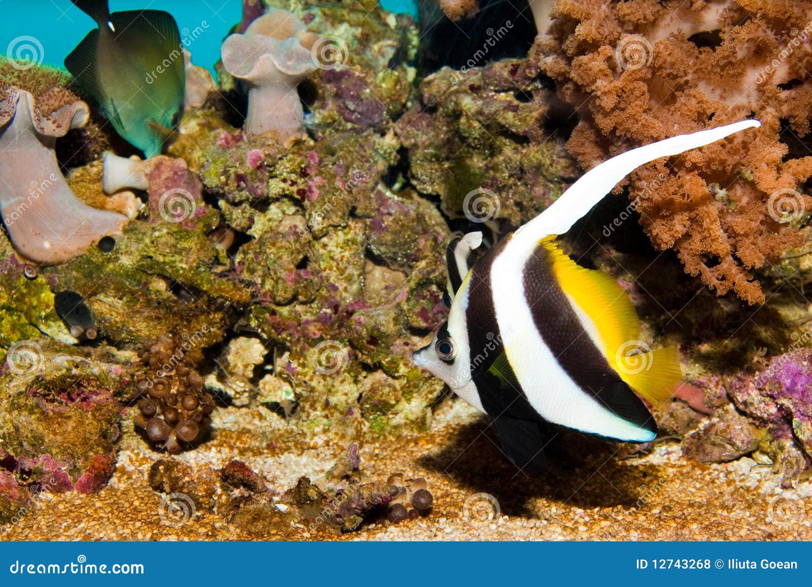 Longfin Bannerfish stock photo. Image of aquarium, underwater - 12743268