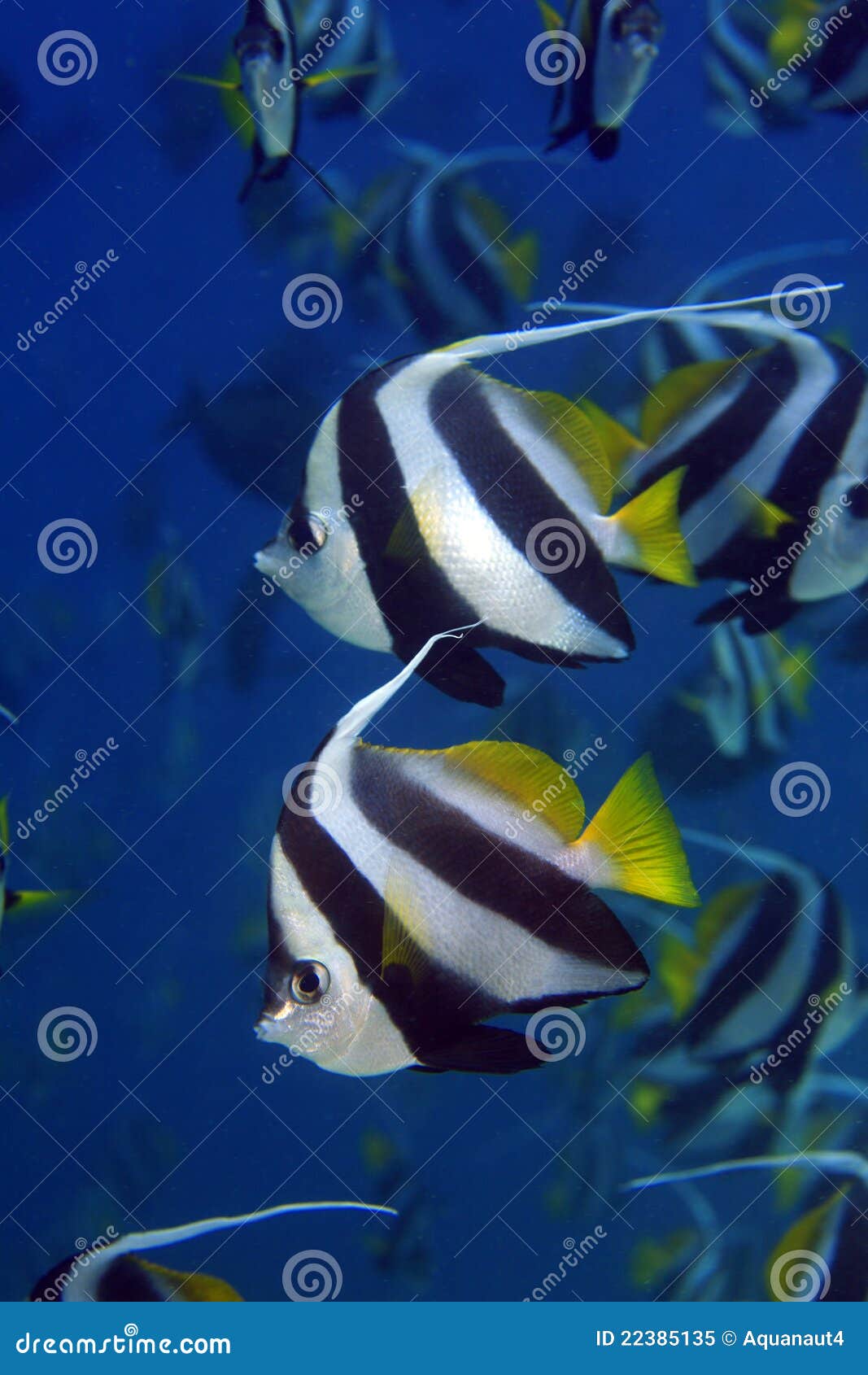 Longfin bannerfish stock image. Image of diphreutes, adventure - 22385135