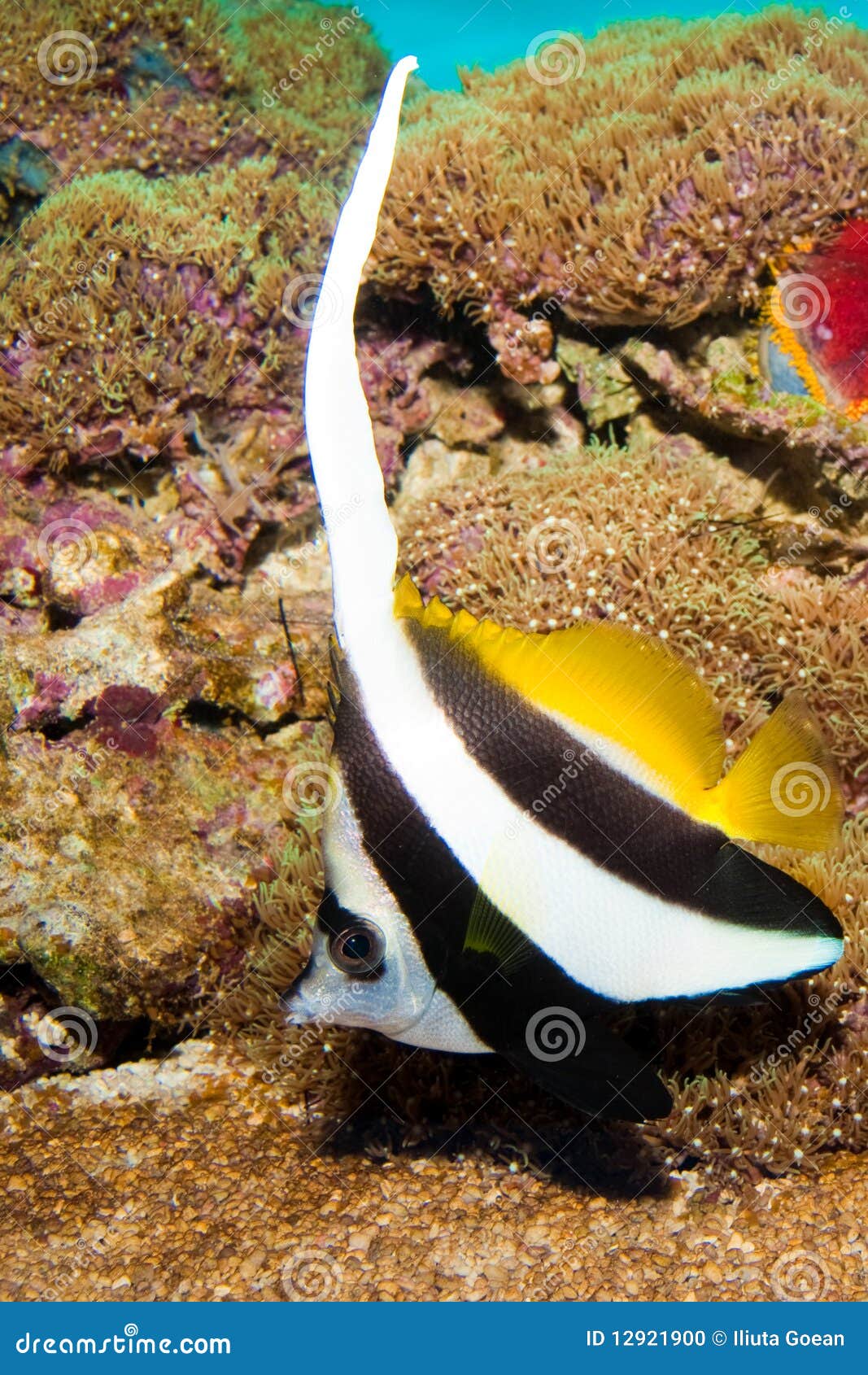 Longfin Bannerfish in Aquarium Stock Photo - Image of reef, fish: 12921900