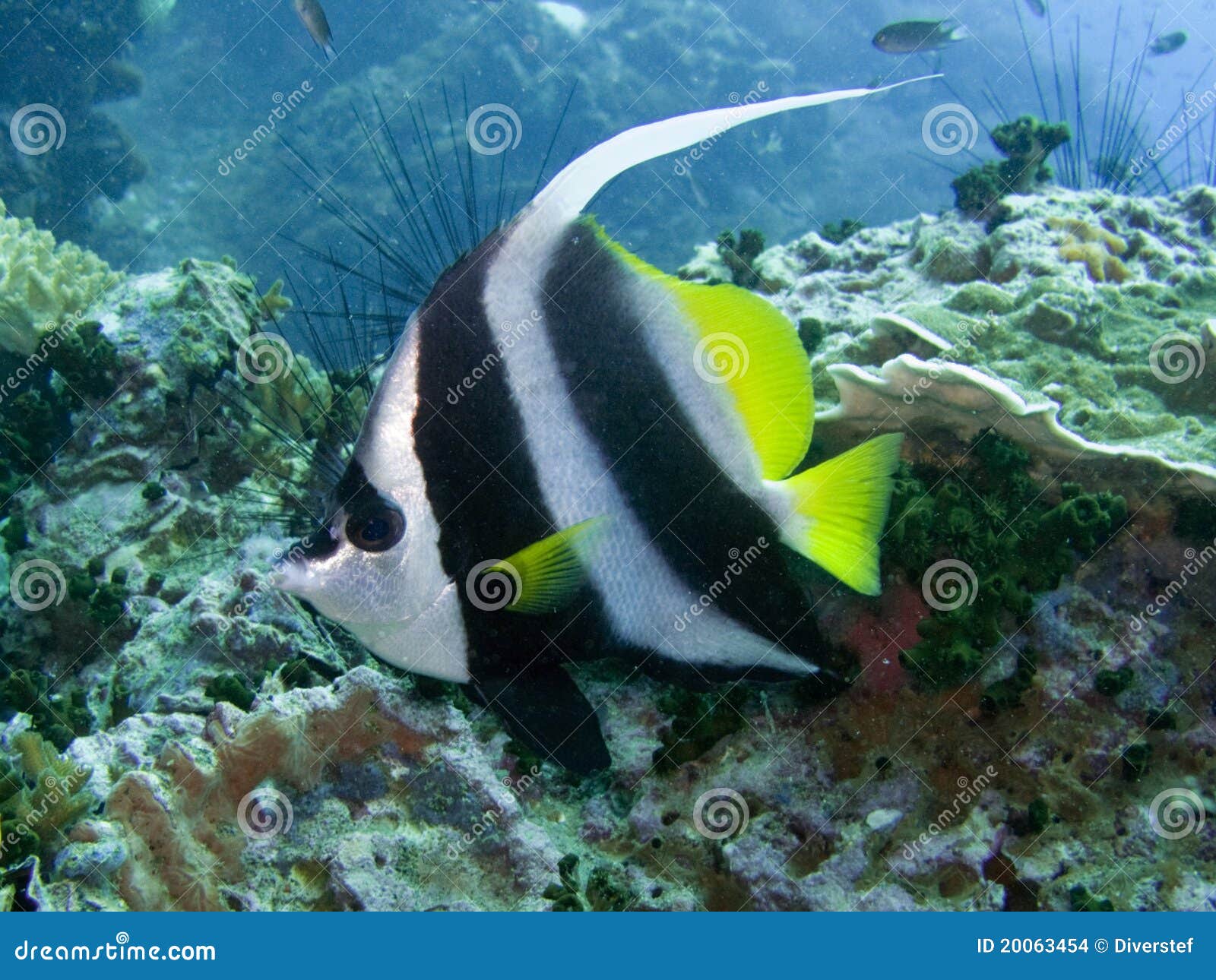 Longfin Bannerfish Of Red Sea Stock Image | CartoonDealer.com #10742287