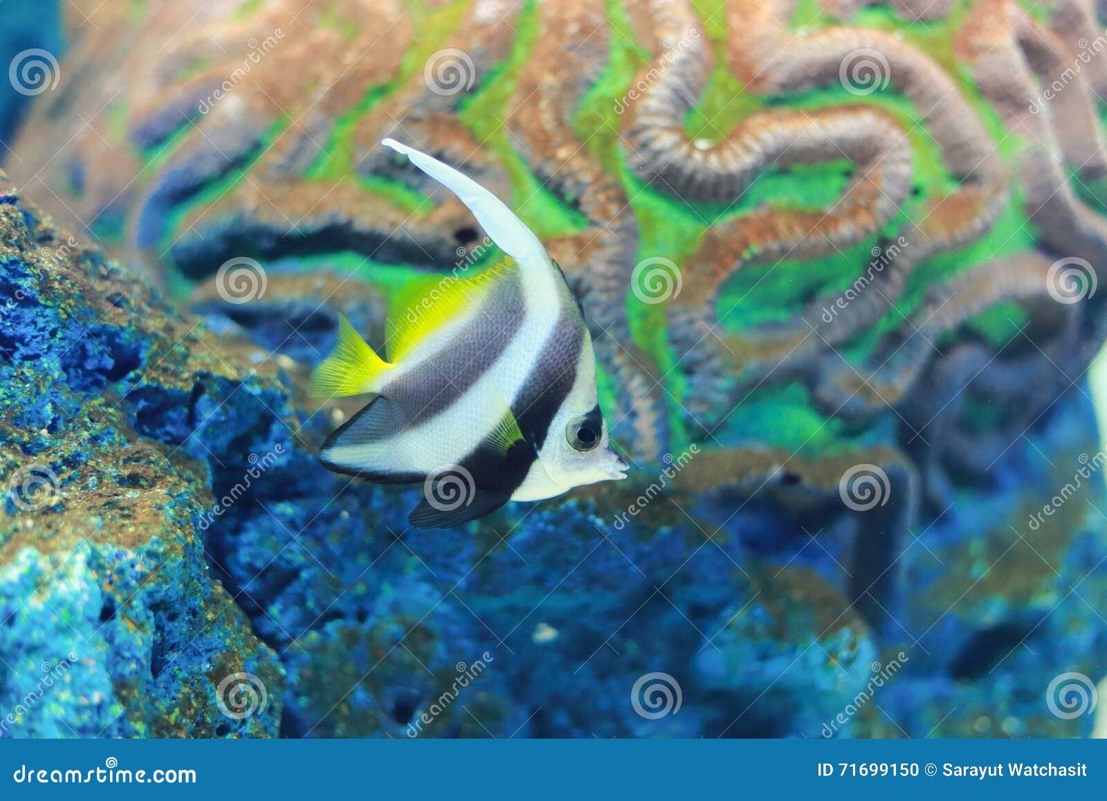 Longfin bannerfish stock photo. Image of aquatic, swimming - 71699150