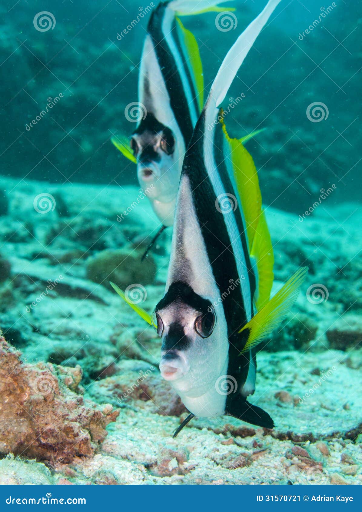 Longfin bannerfish looking stock image. Image of nature - 31570721
