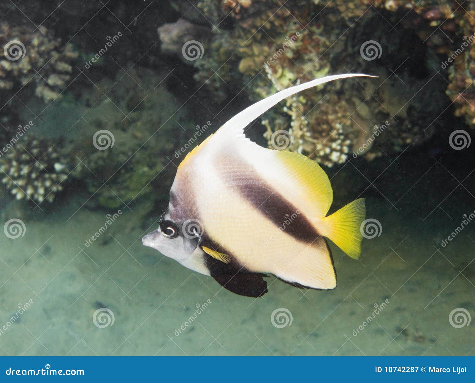 Longfin Bannerfish of Red Sea Stock Image - Image of snorkeling ...